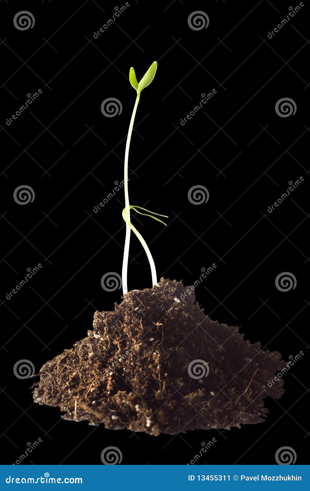 Two plants stock image. Image of refresh, fresh, rostock - 13455311