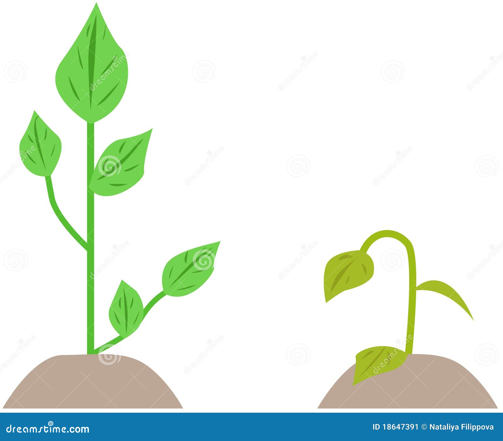 Two plants stock vector. Illustration of summer, growth - 18647391
