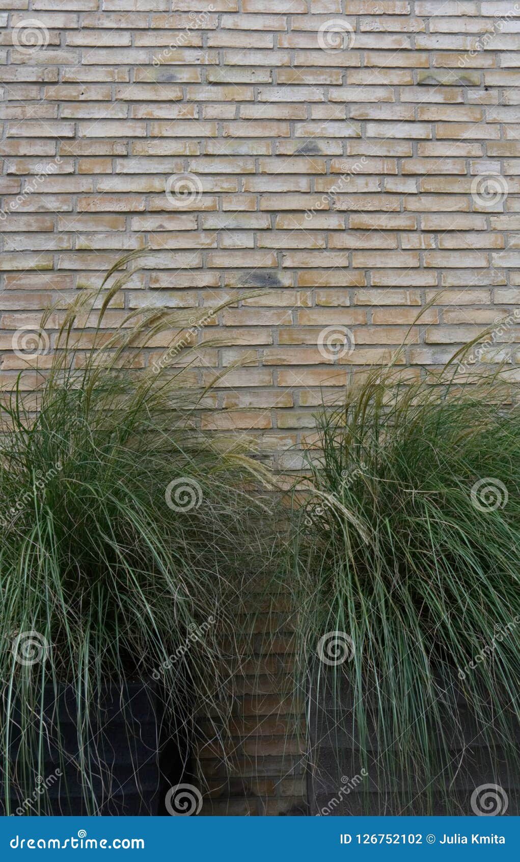 Two Plants with Brick Wall Texture Stock Photo - Image of brick, bricks ...