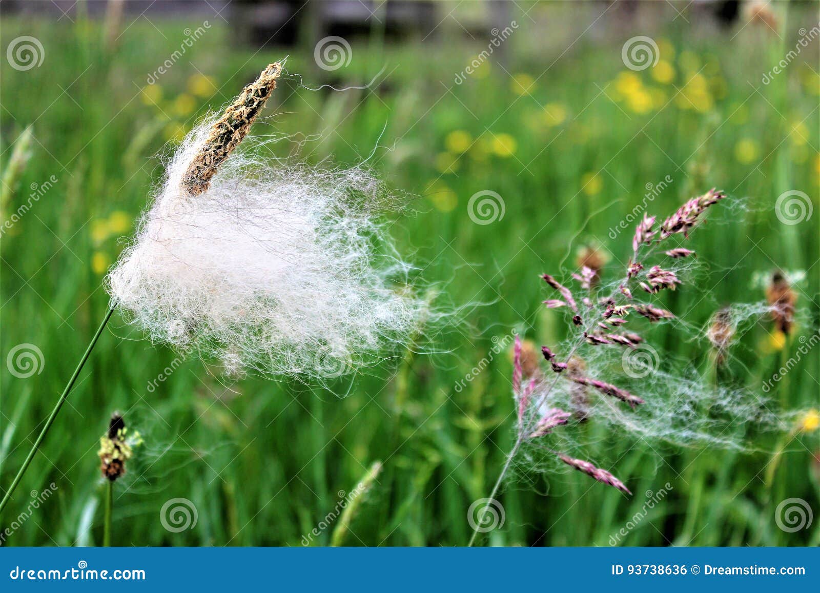 Two plants with fluff stock photo. Image of meadow, countryside - 93738636
