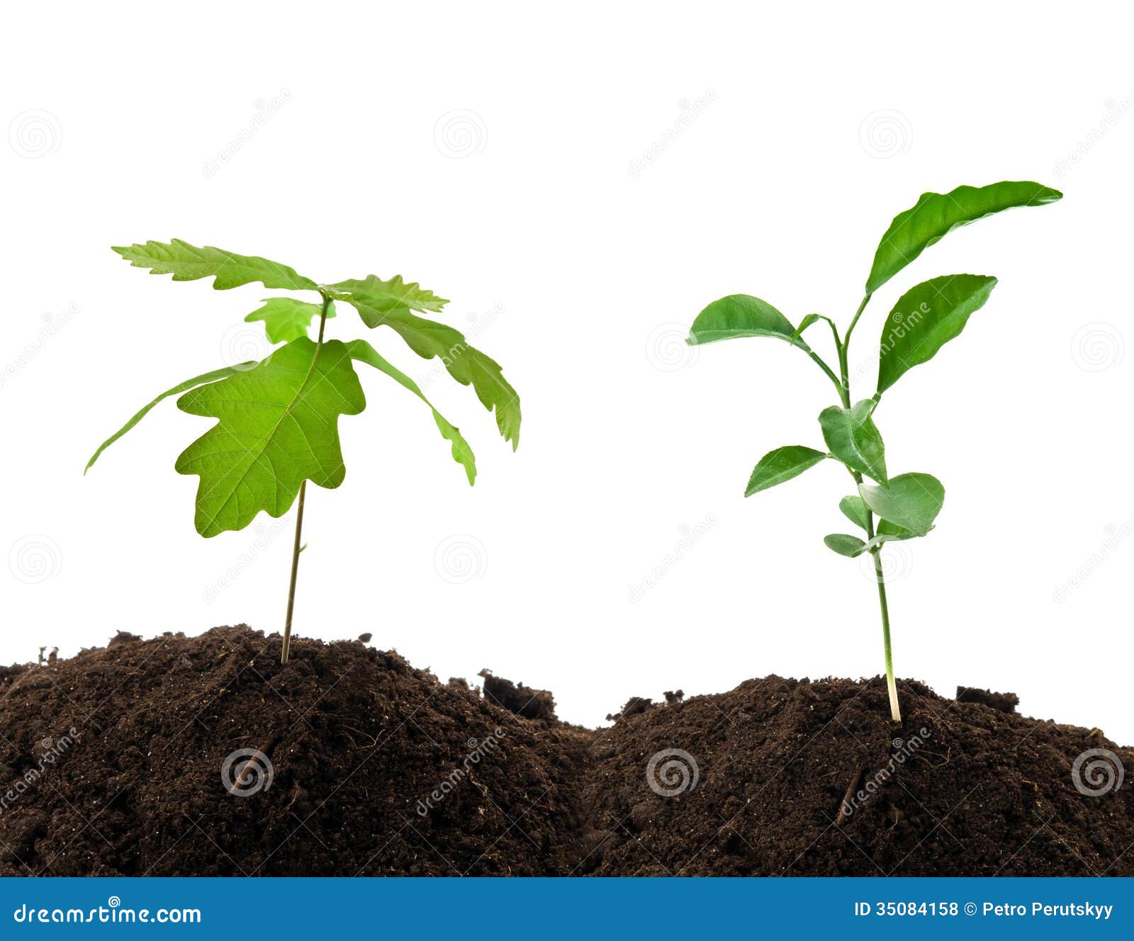 Two plants stock photo. Image of life, leaf, dirt, nature - 35084158