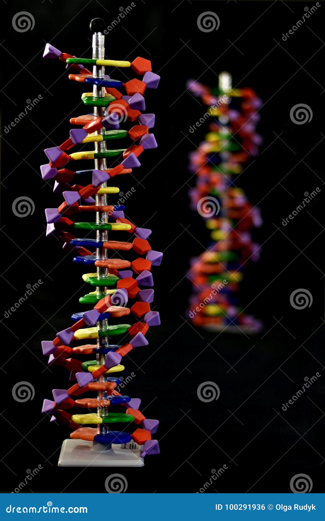 DNA models stock photo. Image of models, biochemistry - 100291936