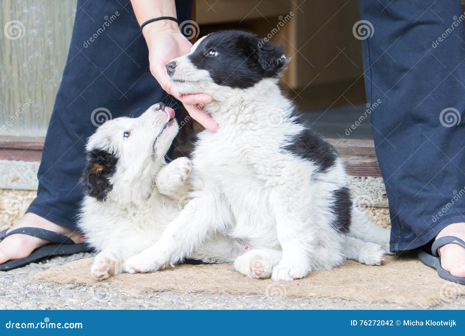 Two Playful Border Collie Puppies Stock Photo - Image of awaiting ...