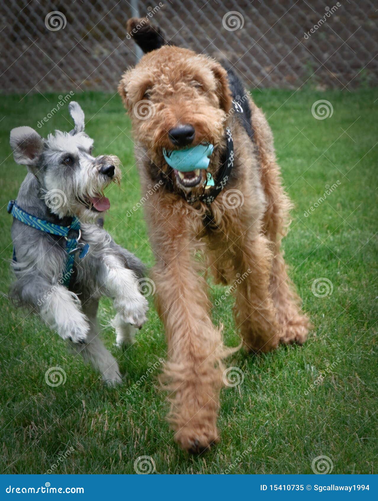 Two playful dogs outdoors stock image. Image of summer - 15410735