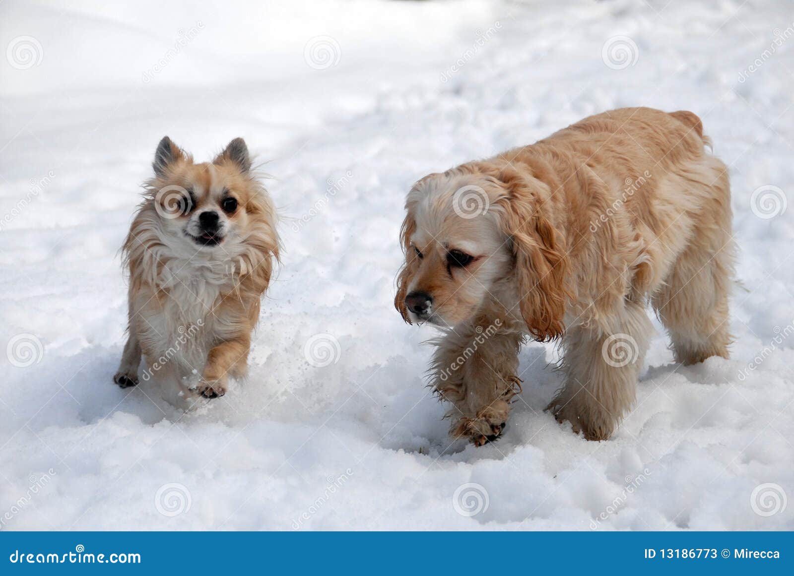 Two Playful Dogs in the Snow Stock Image - Image of kind, cute: 13186773