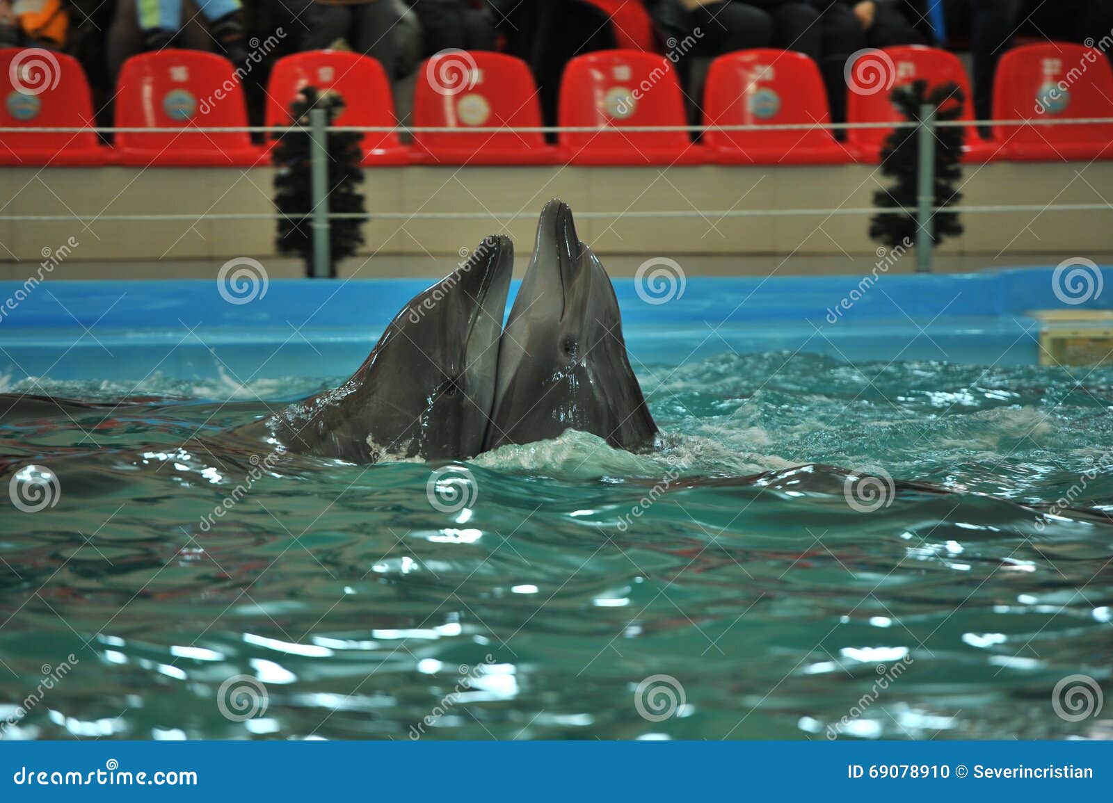 Two playful dolphins stock photo. Image of tricks, playful - 69078910