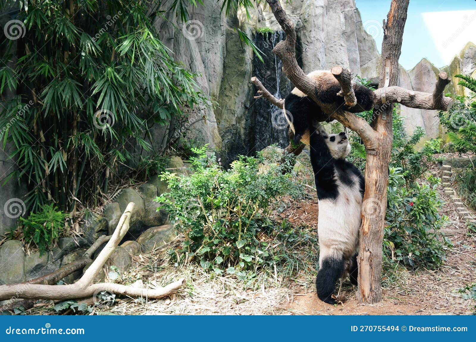 One Panda is Pulling the Other Panda Down from Tree Trunk Stock Photo ...