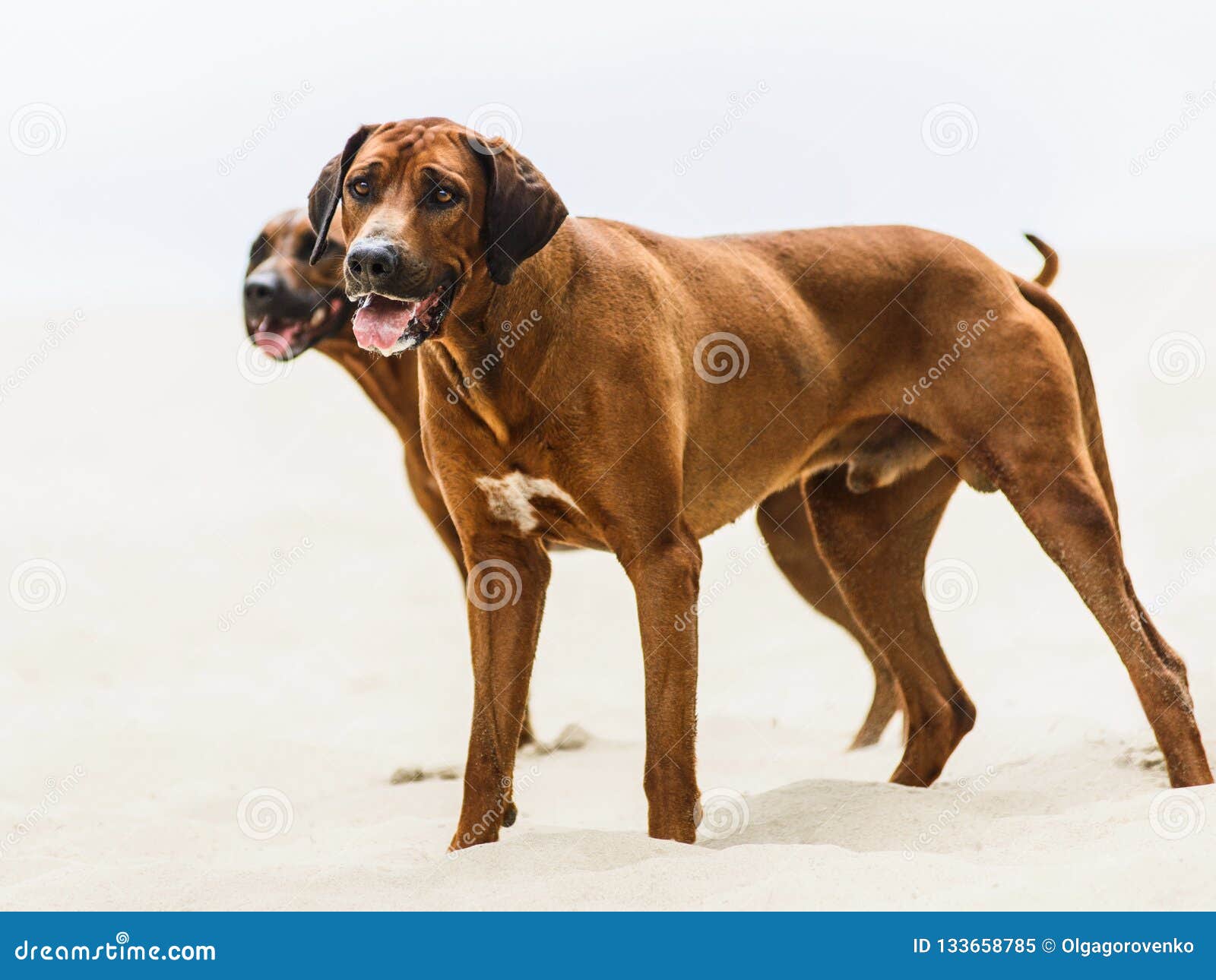 Two Playful Rhodesian Ridgebacks Standing at Sand Stock Image - Image ...
