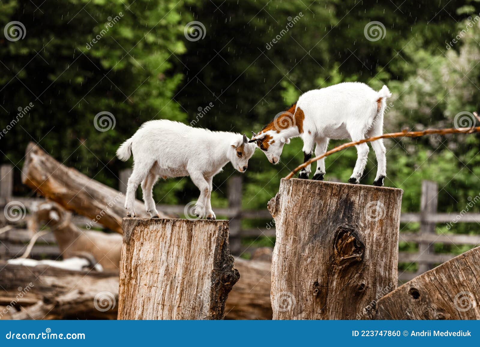 Two Playful Young Goats Butting Each Other in the Park Stock Photo ...