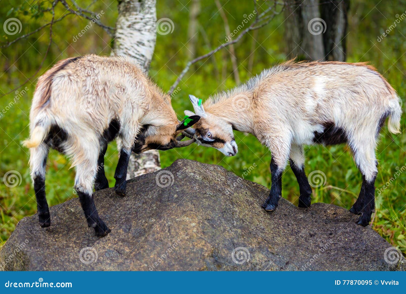 Two playful young goats stock image. Image of goat, meadow - 77870095