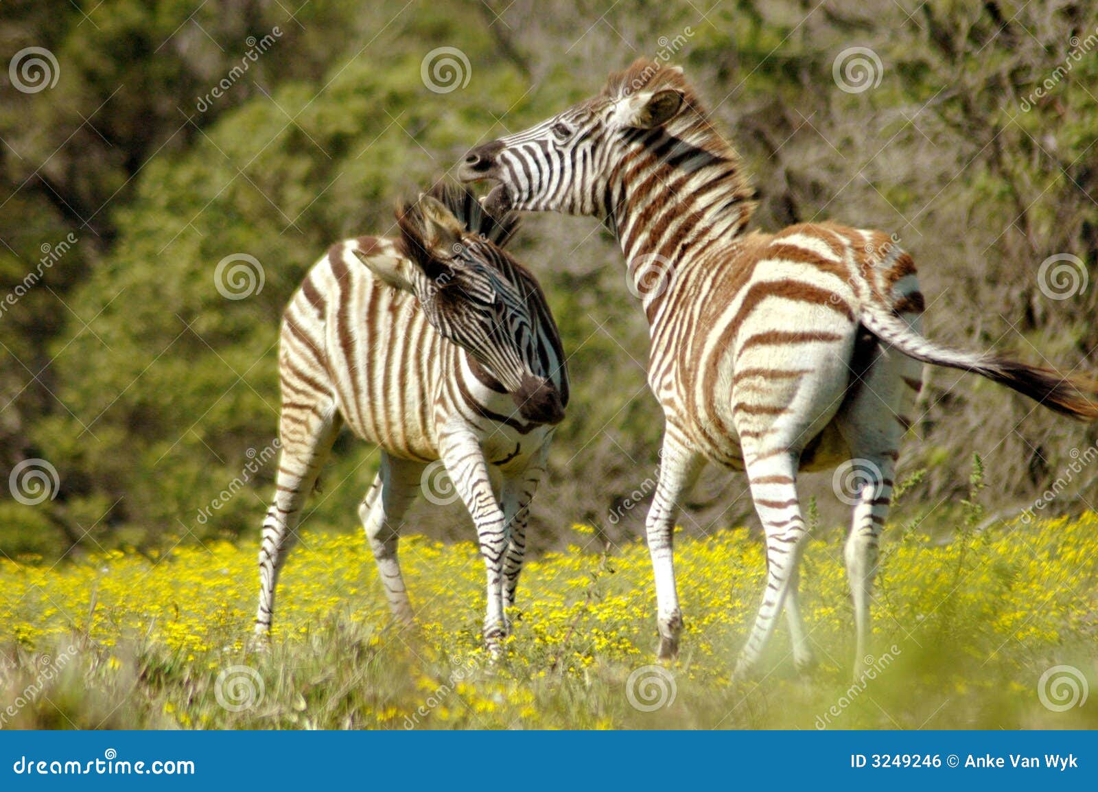 Two playful young zebra stock photo. Image of pair, grass - 3249246