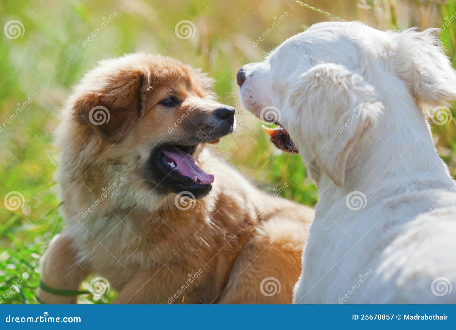 Two playing dogs stock image. Image of meadow, fluffy - 25670857