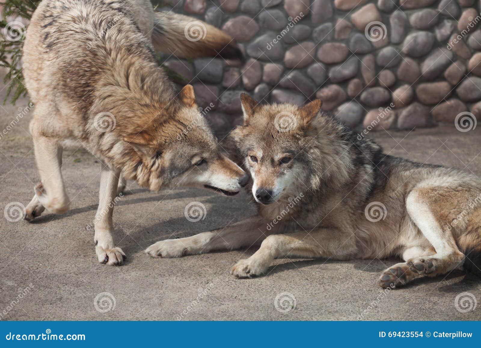 Two Playing Gray Wolves( Canis Lupus) Stock Photo - Image of outside ...