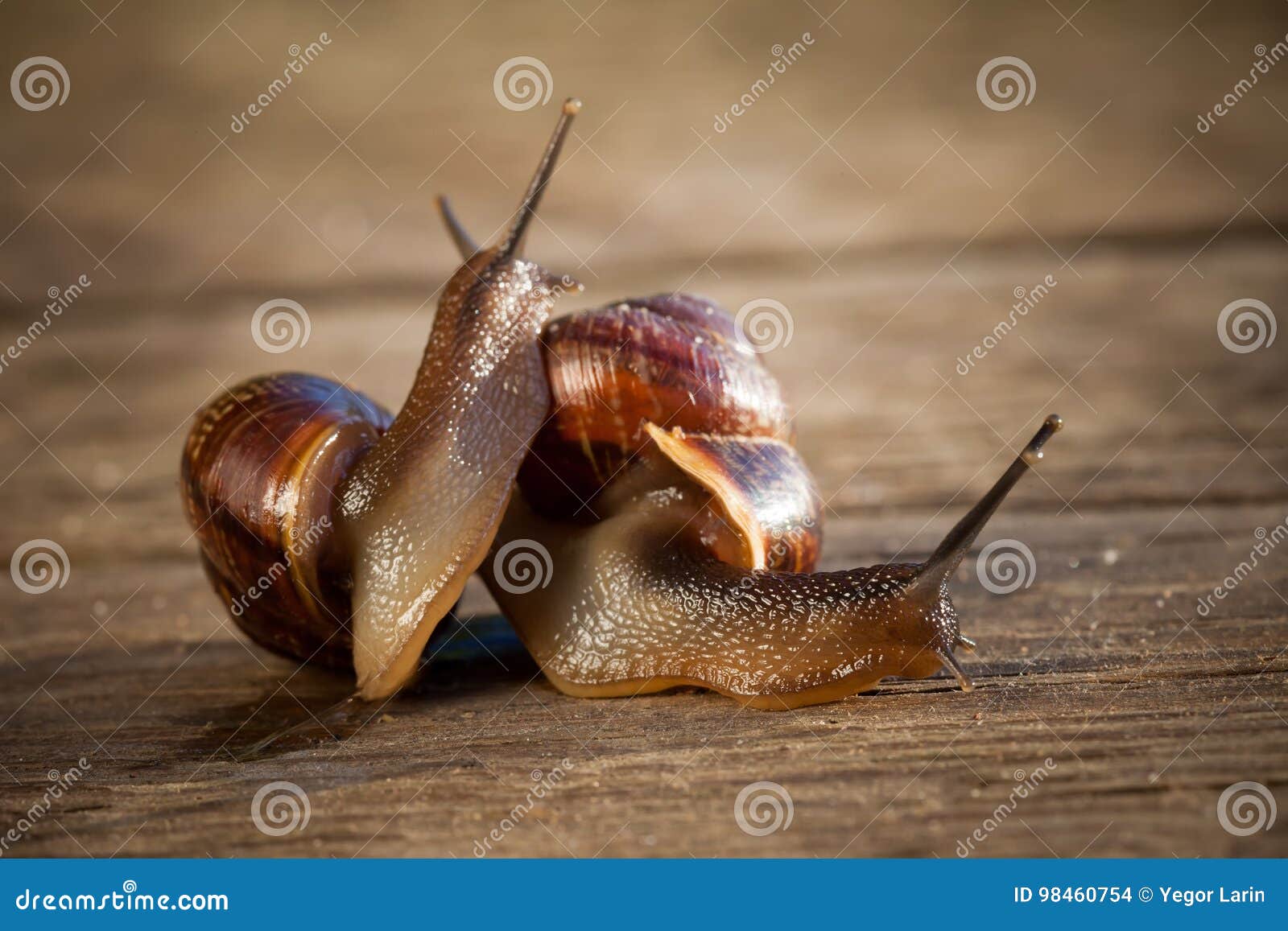 Two Playing Love Brown Snails on a Wooden Surface Macro Stock Photo ...