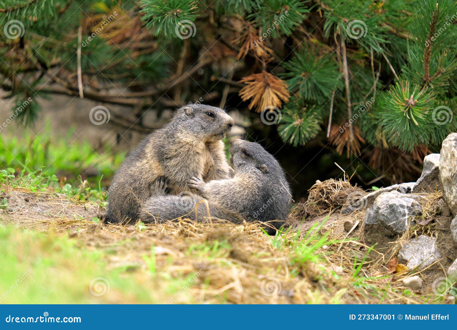 Two playing marmots stock image. Image of monkey, marmots - 273347001