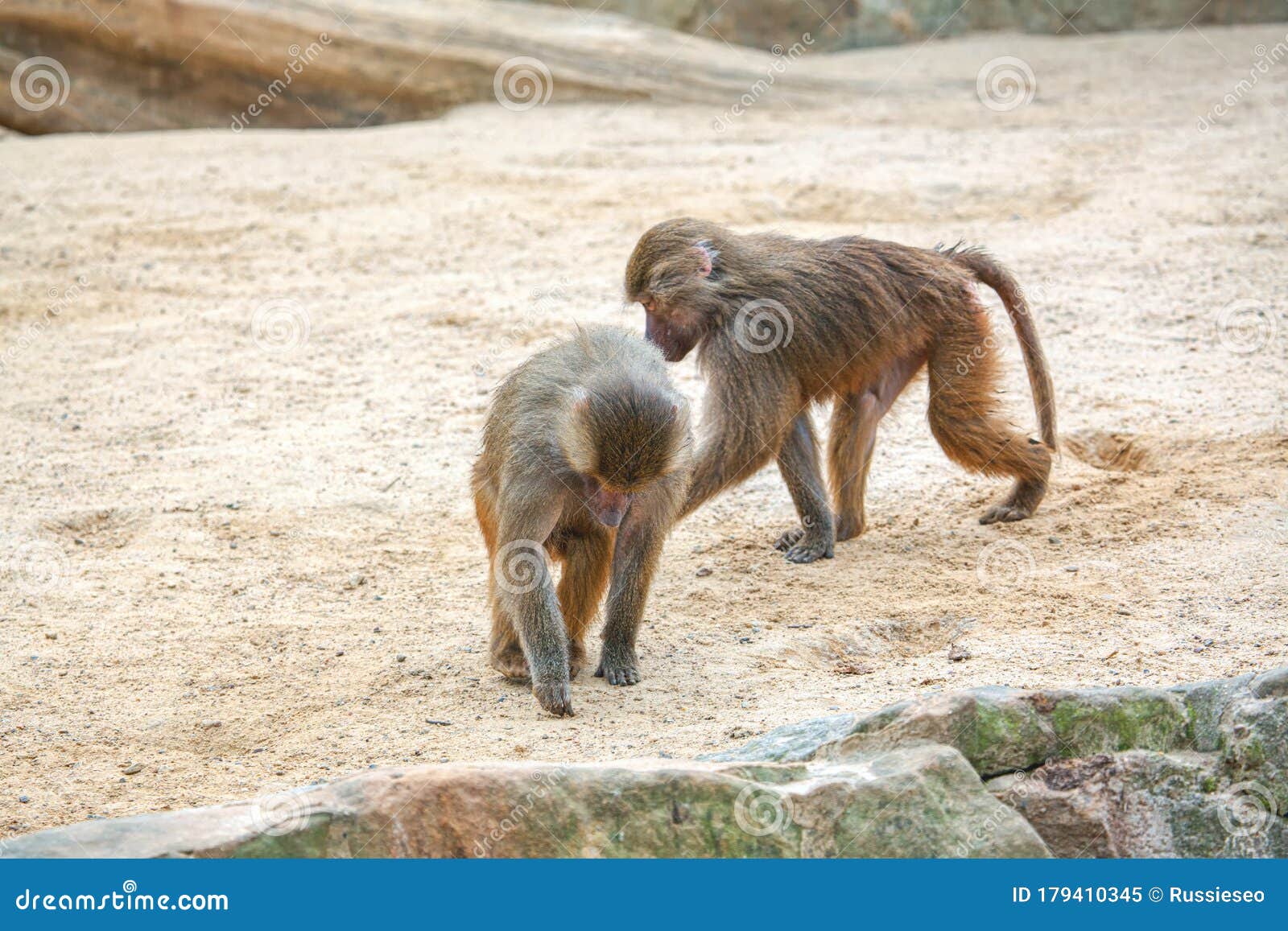 Two playing monkeys stock image. Image of cute, monkeys - 179410345