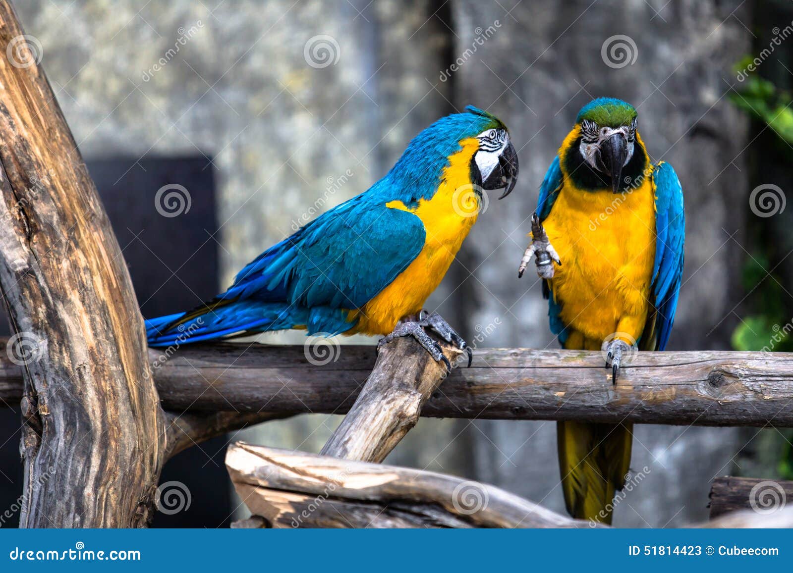 Two Playing Parrots in Love Stock Image - Image of green, amusing: 51814423