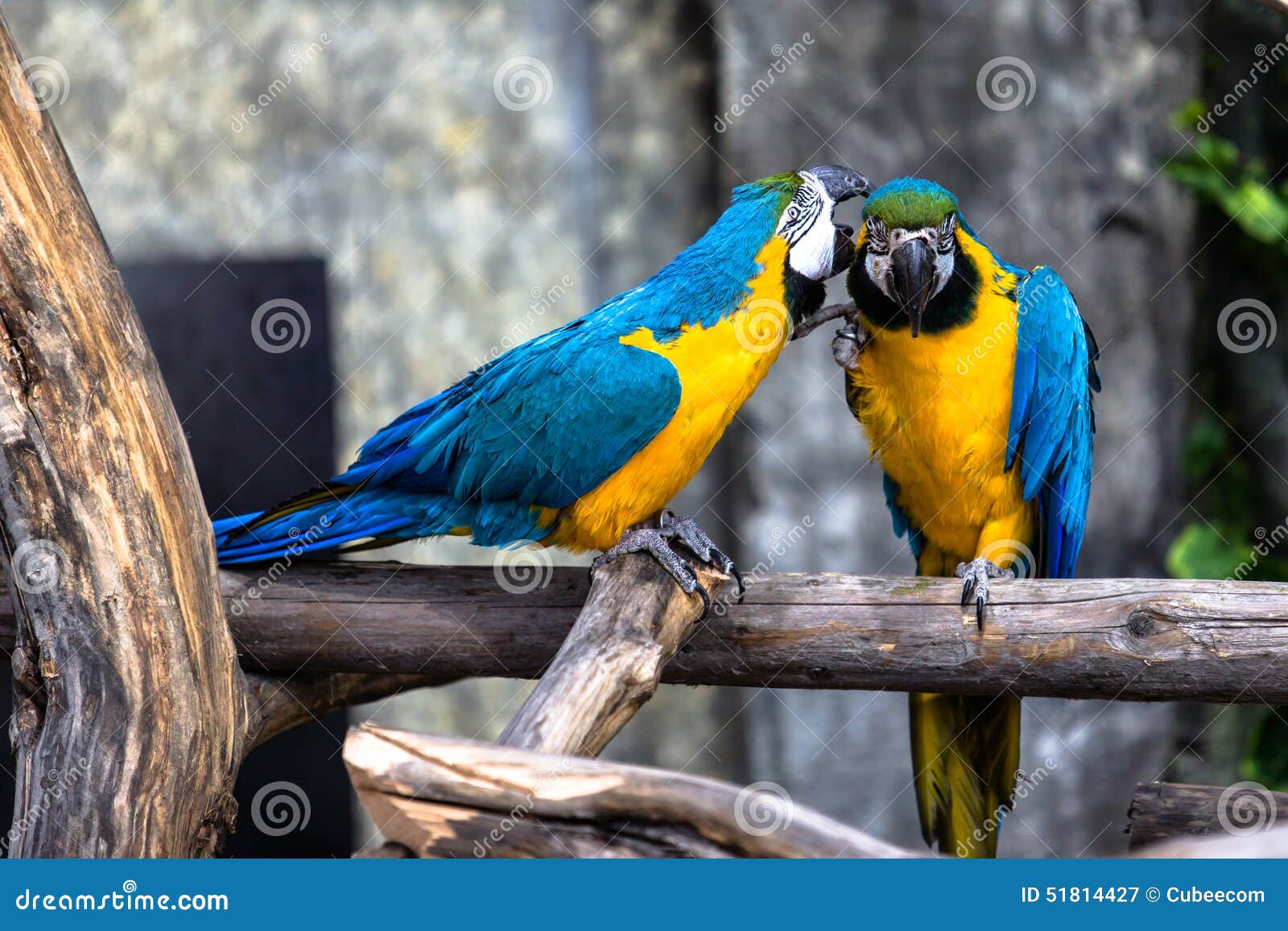 Two Playing Parrots in Love Stock Image - Image of interaction ...