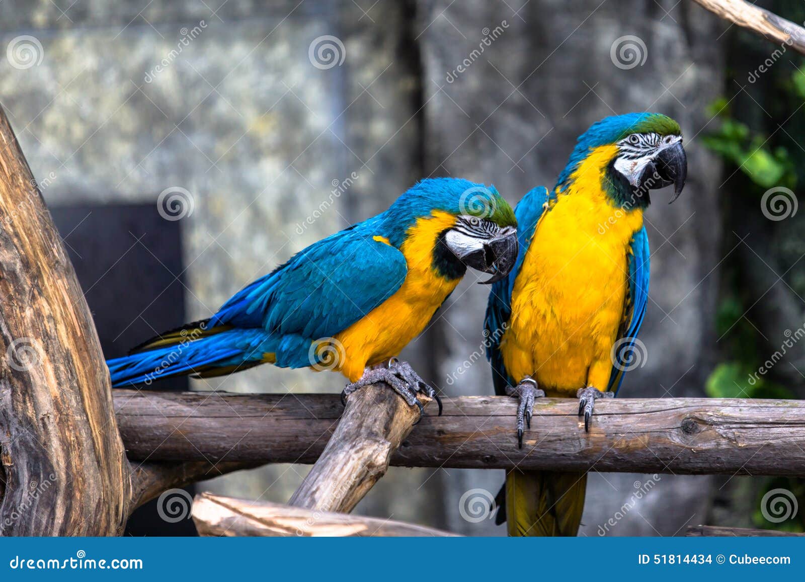 Two Playing Parrots in Love Stock Photo - Image of little, funny: 51814434