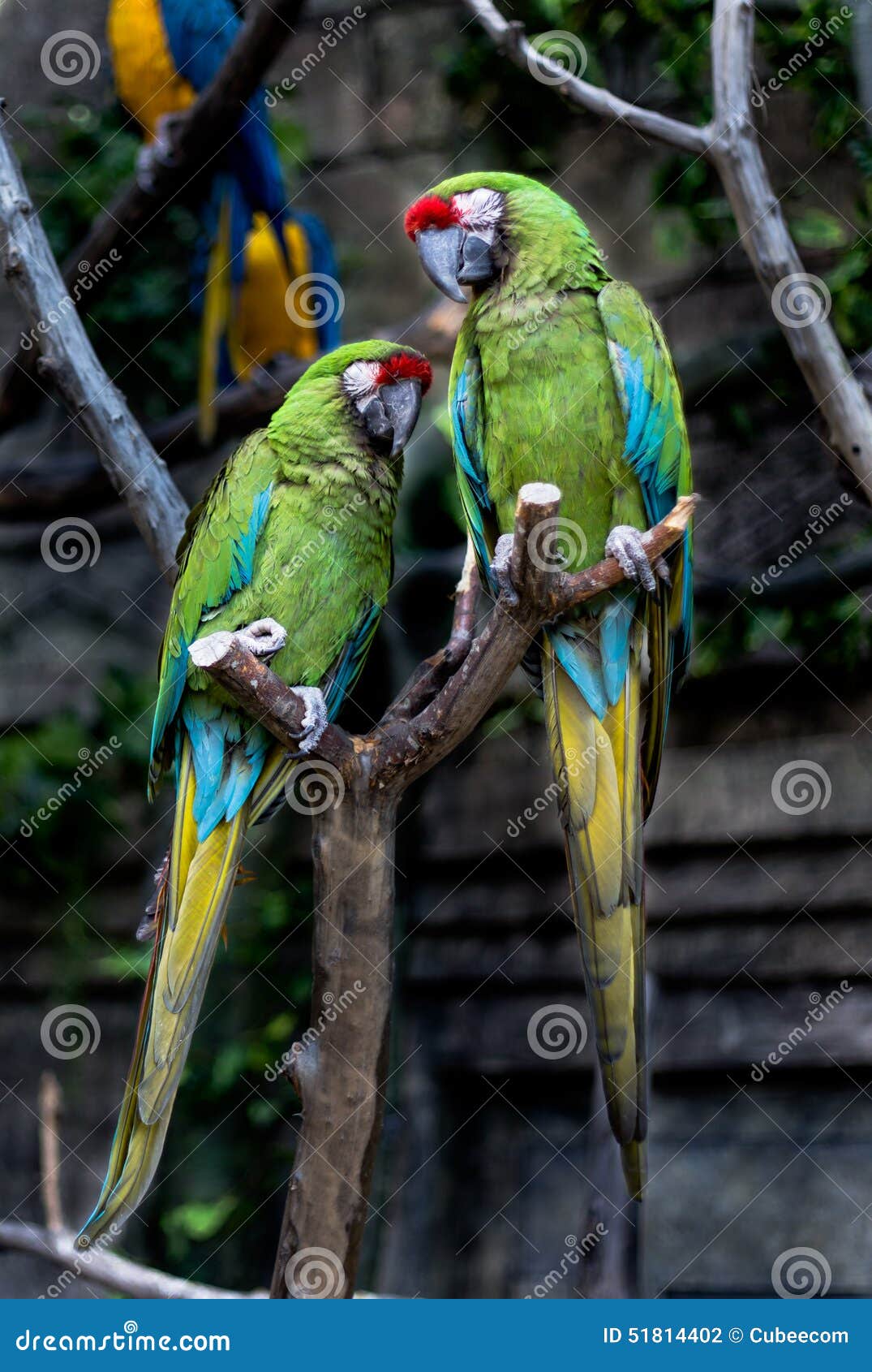 Two Playing Parrots in Love Stock Photo - Image of love, interaction ...