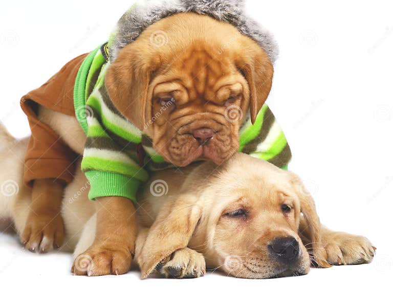 Two playing puppies. stock photo. Image of purebred, playing - 12439058