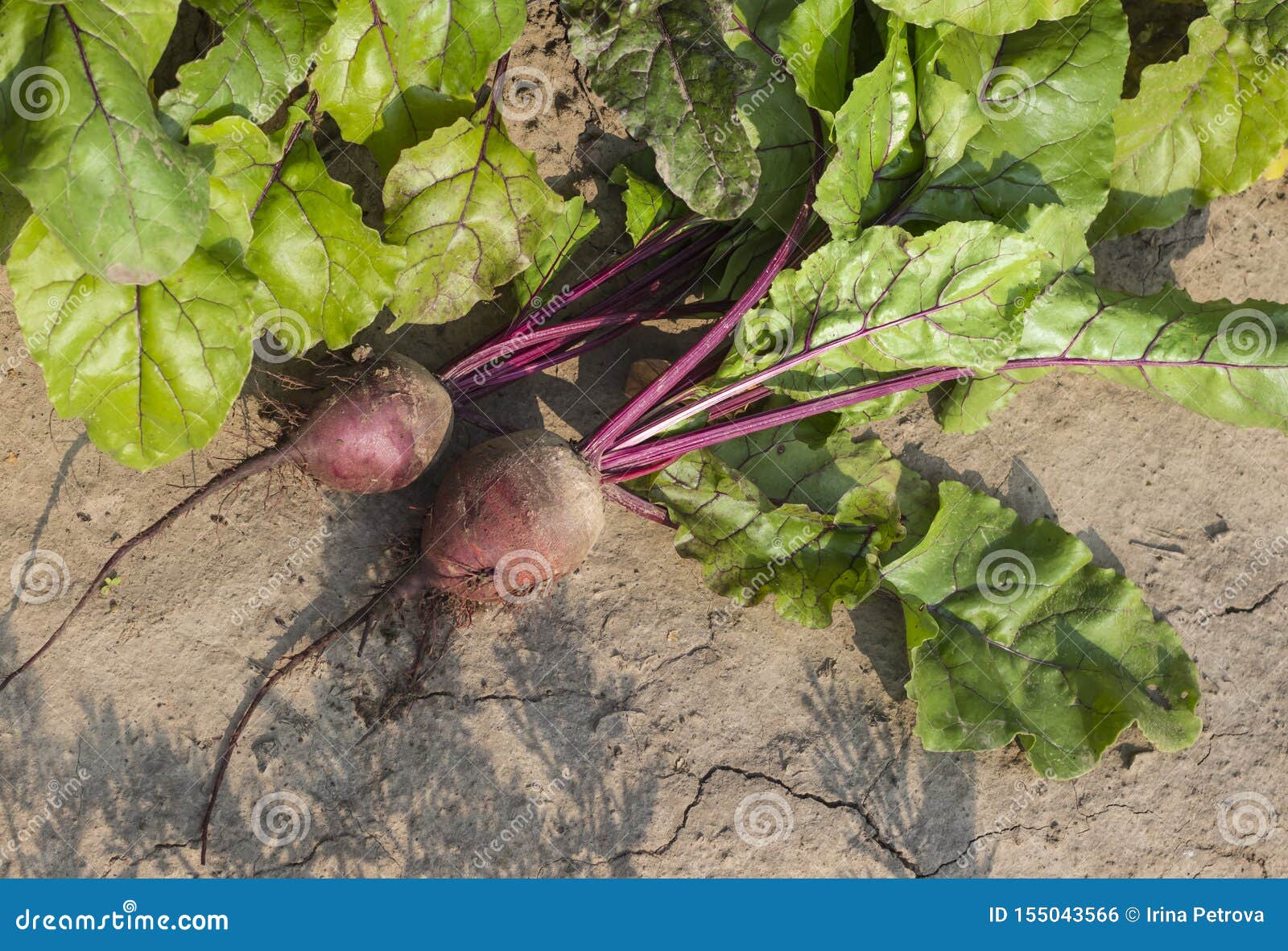 Two Plucked Red Beets on a Bed in the Garden Top View Stock Photo ...