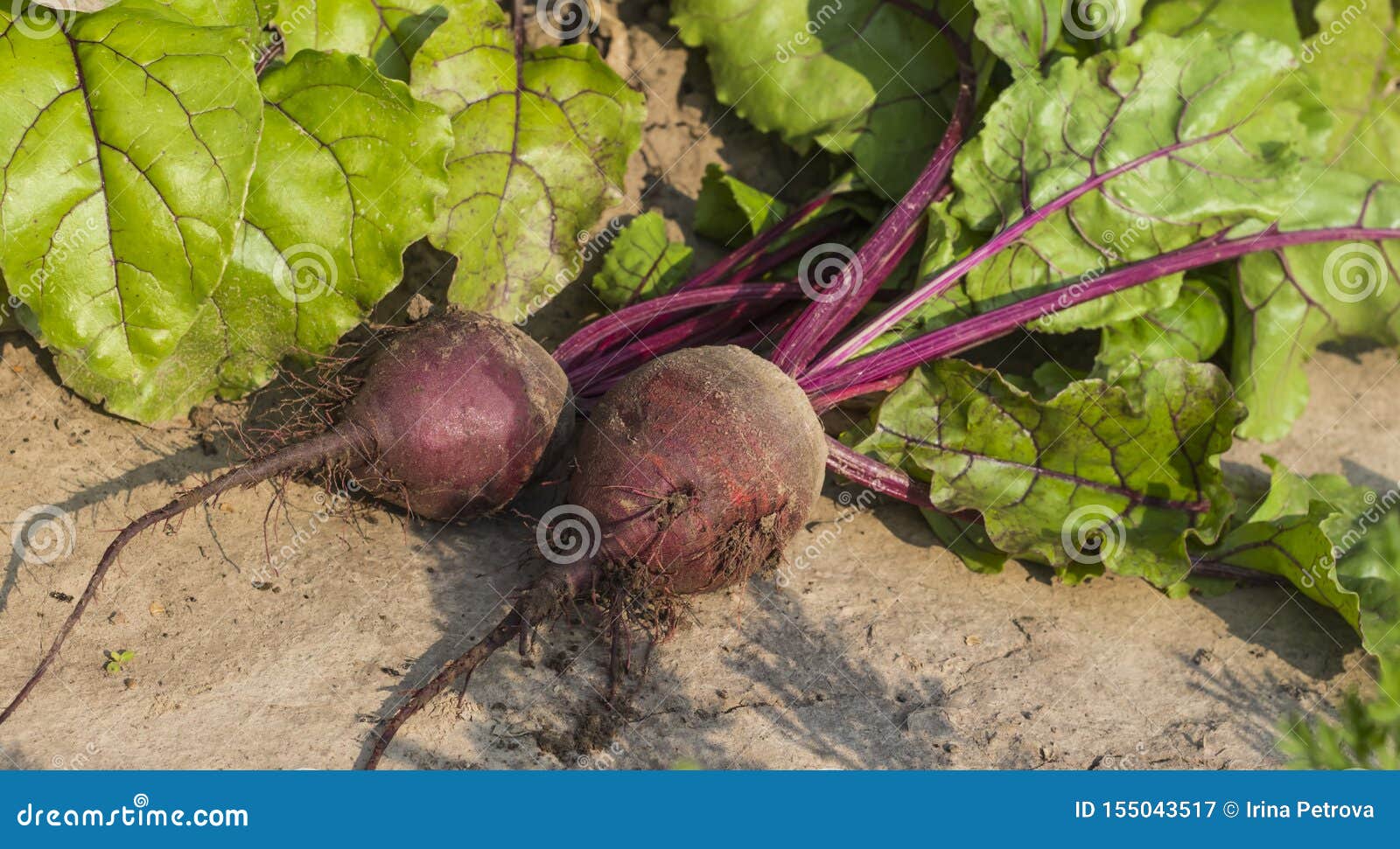 Two Plucked Red Beets on the Ground in the Garden Top View Stock Image ...
