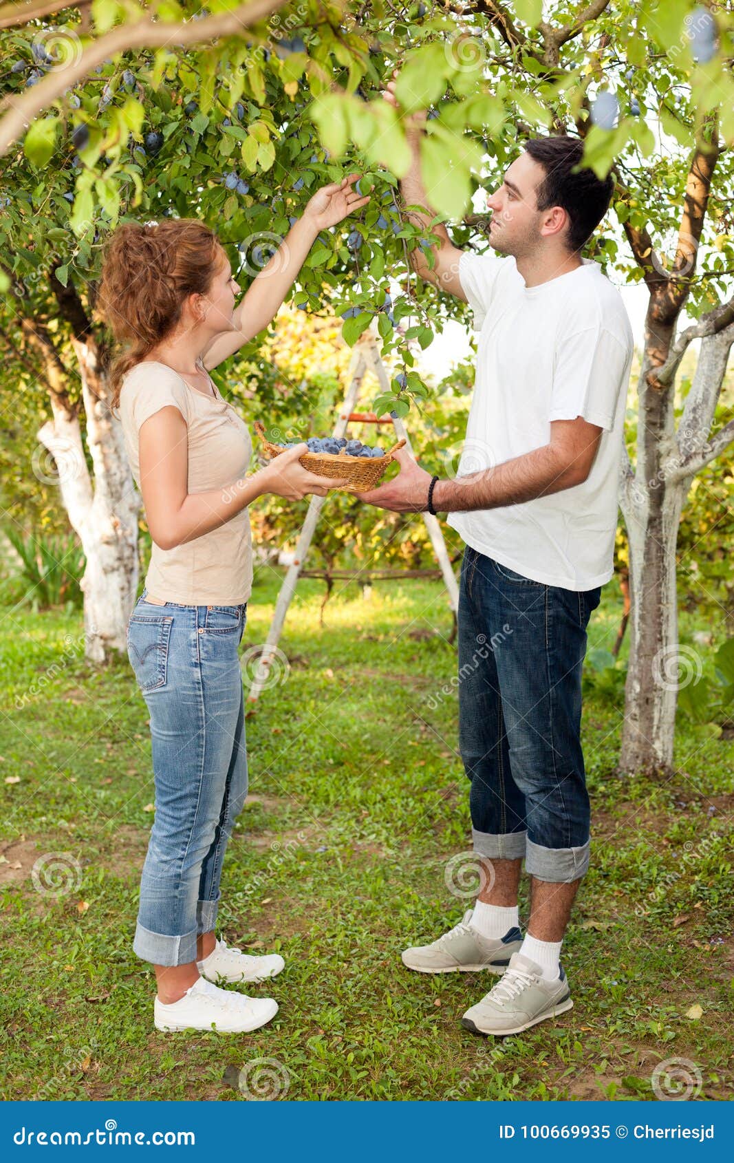 Good Season for Plum Picking Stock Image - Image of lifestyle, basket ...