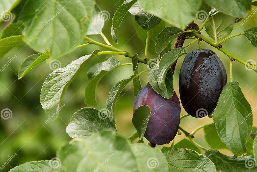 Two plums stock photo. Image of healthy, natural, nutrition - 15595366