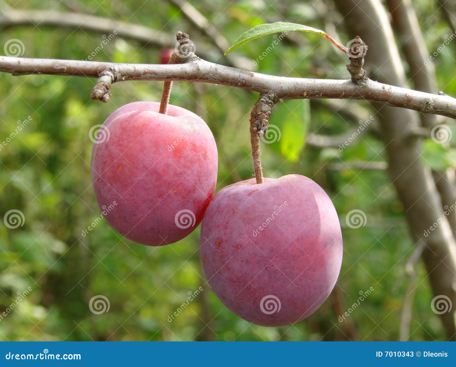 Two plums stock image. Image of farmland, ripening, organic - 7010343