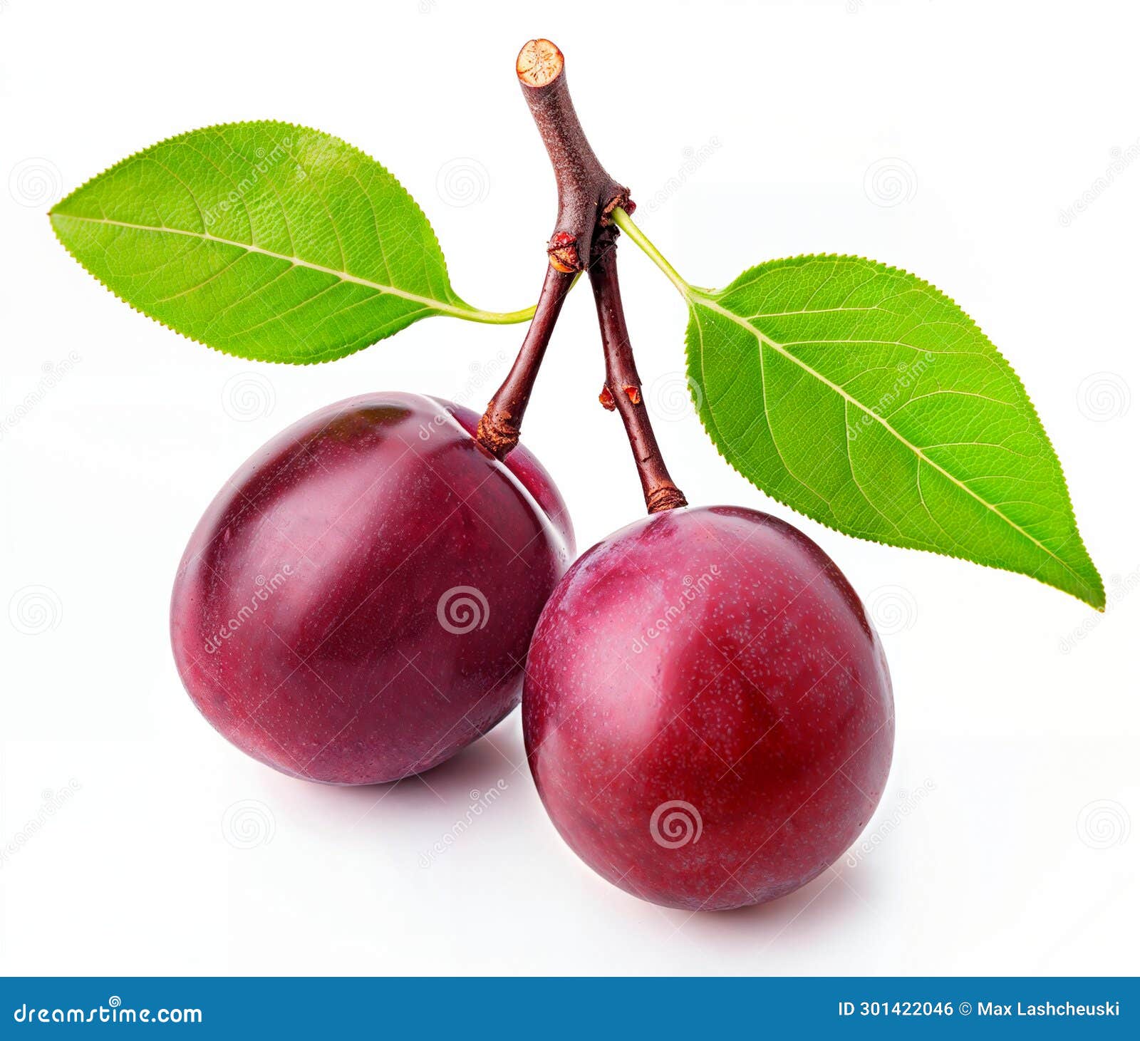 Two Plums on Branch Isolated on White Background Stock Photo - Image of ...