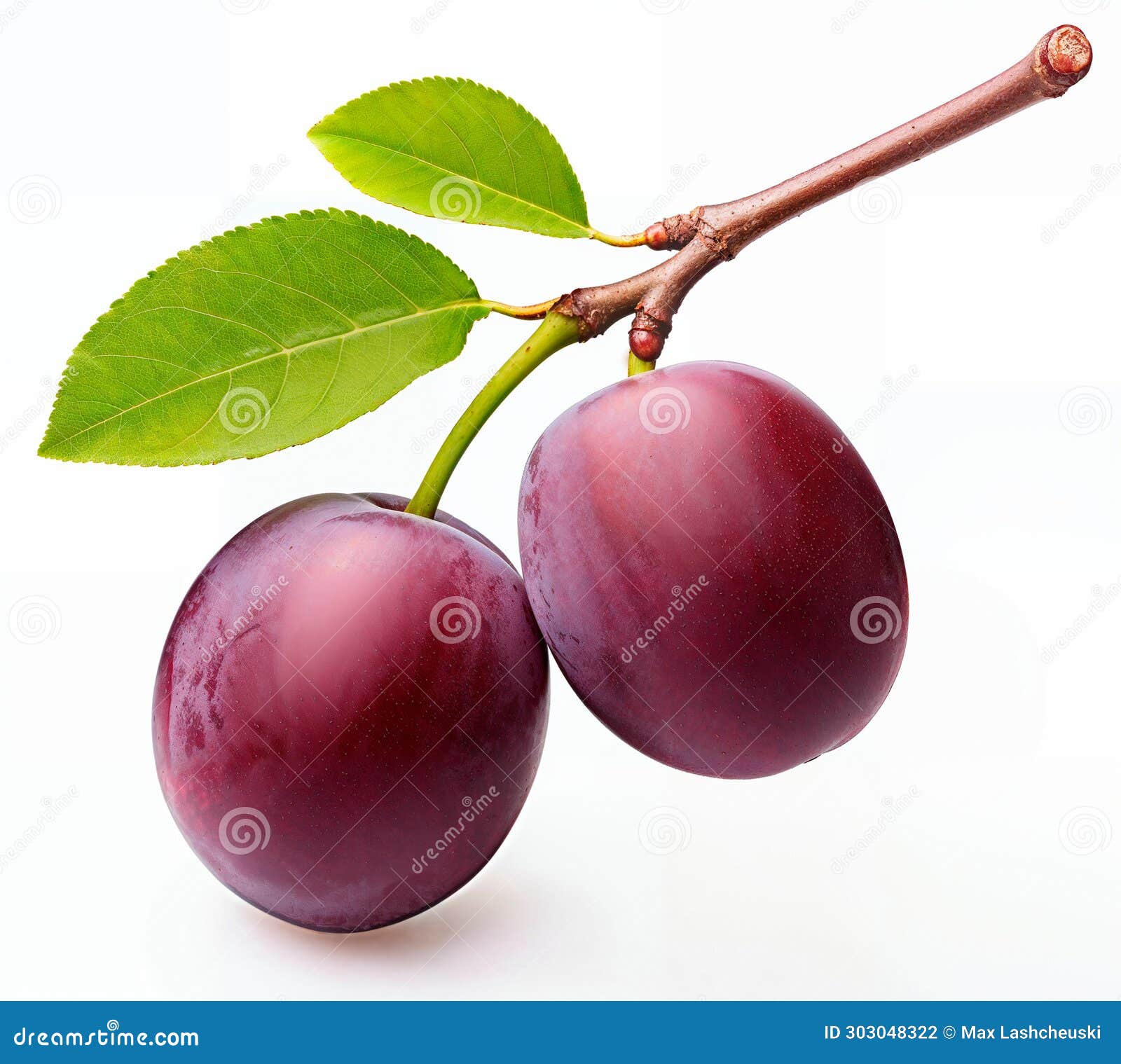 Two Plums on Branch Isolated on White Background Stock Photo - Image of ...