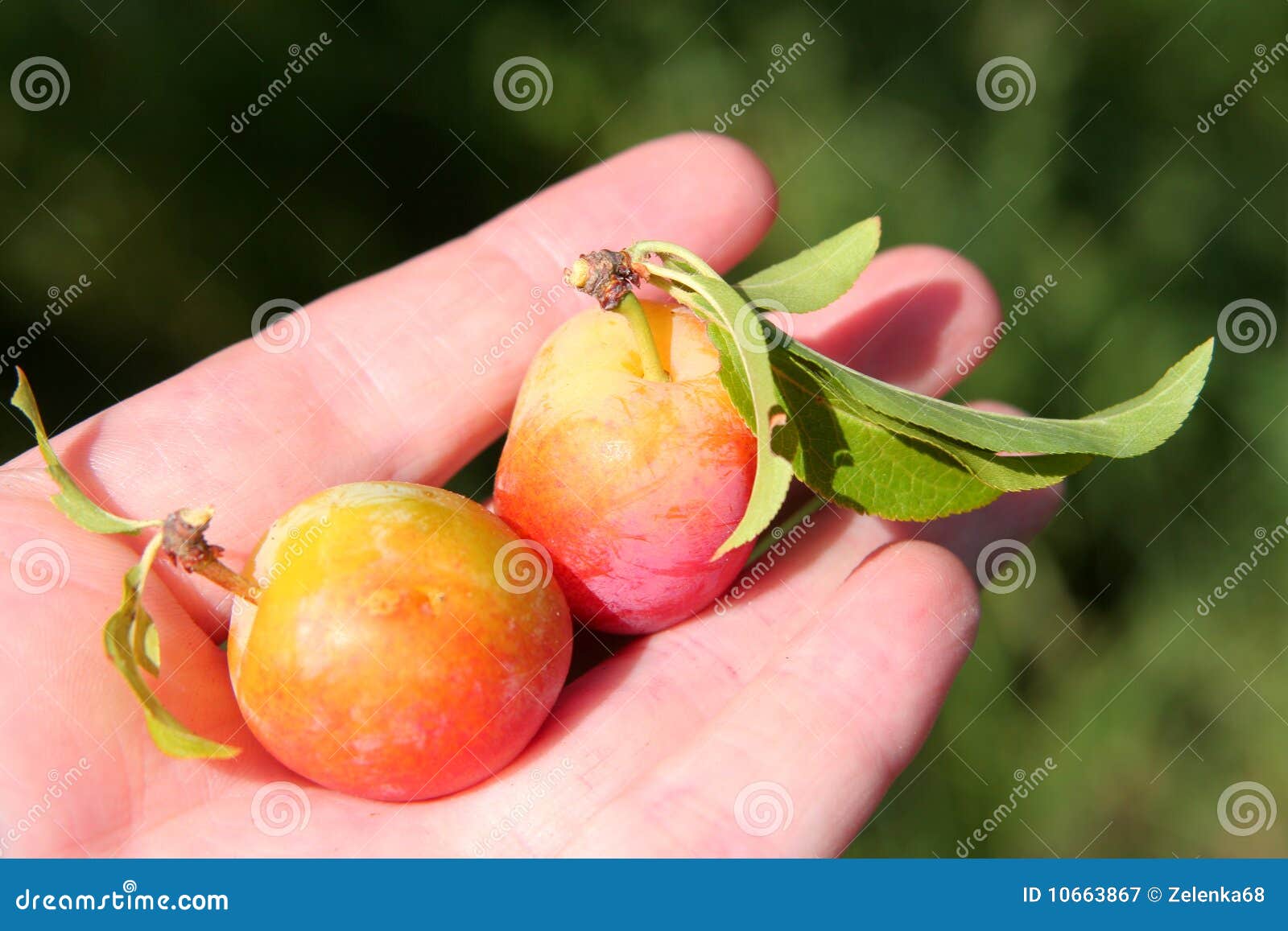 Two plums on a palm stock image. Image of crop, plant - 10663867