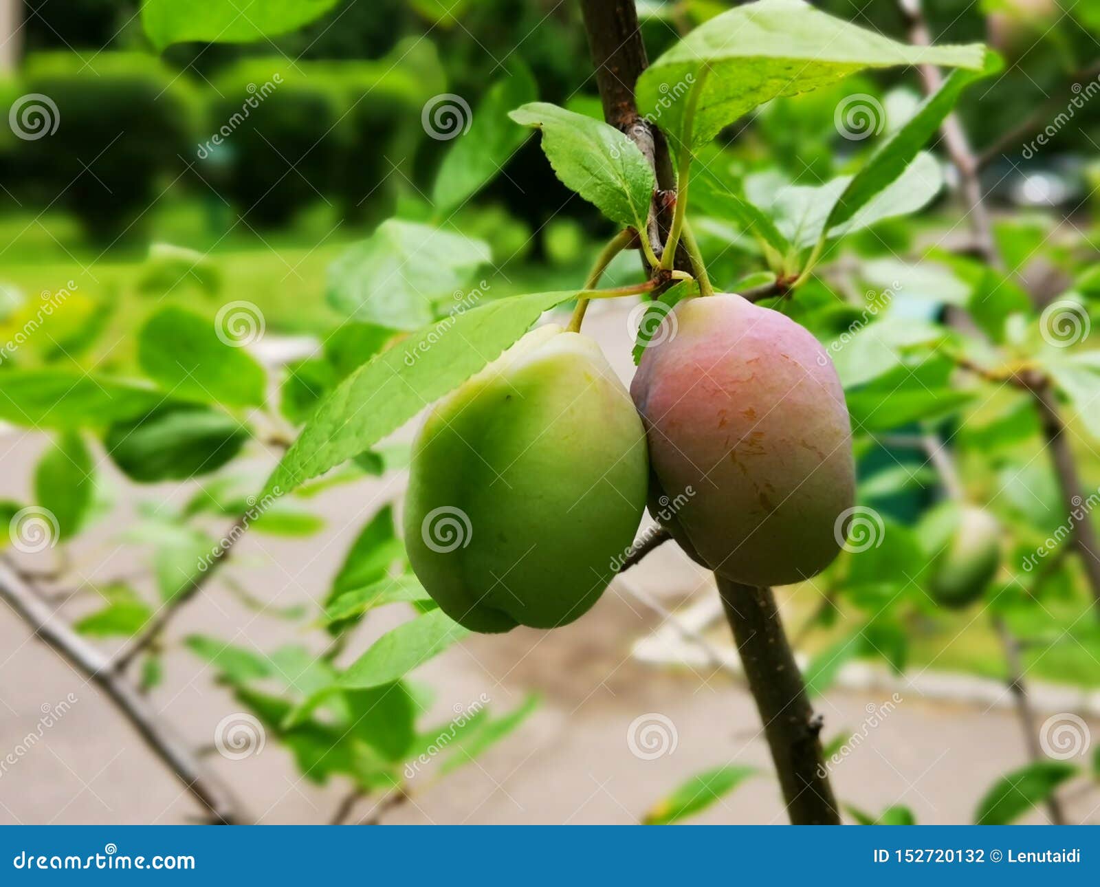 Two Plums in the Tree - One is More Ripe Stock Photo - Image of purple ...