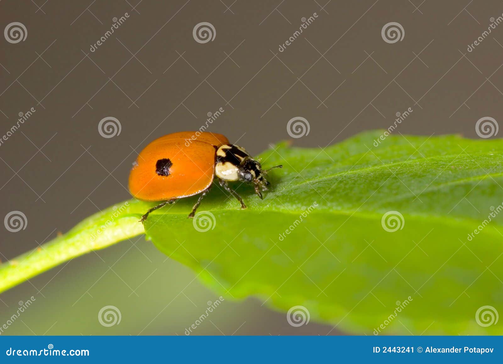 Two point ladybird stock image. Image of nature, ladybird - 2443241