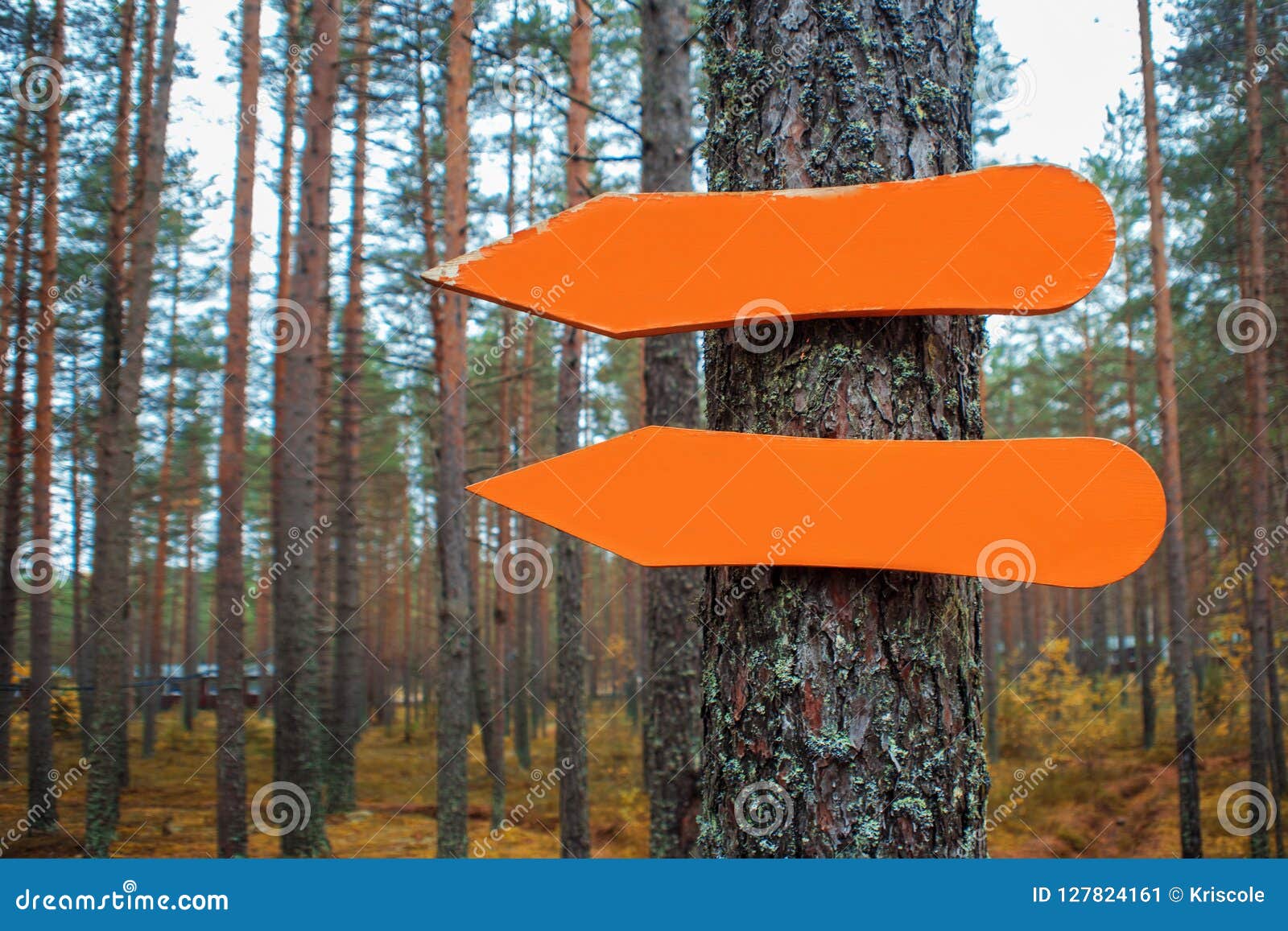 Two Pointer Arrows on a Pine Tree. Mocap Label Stock Image - Image of ...