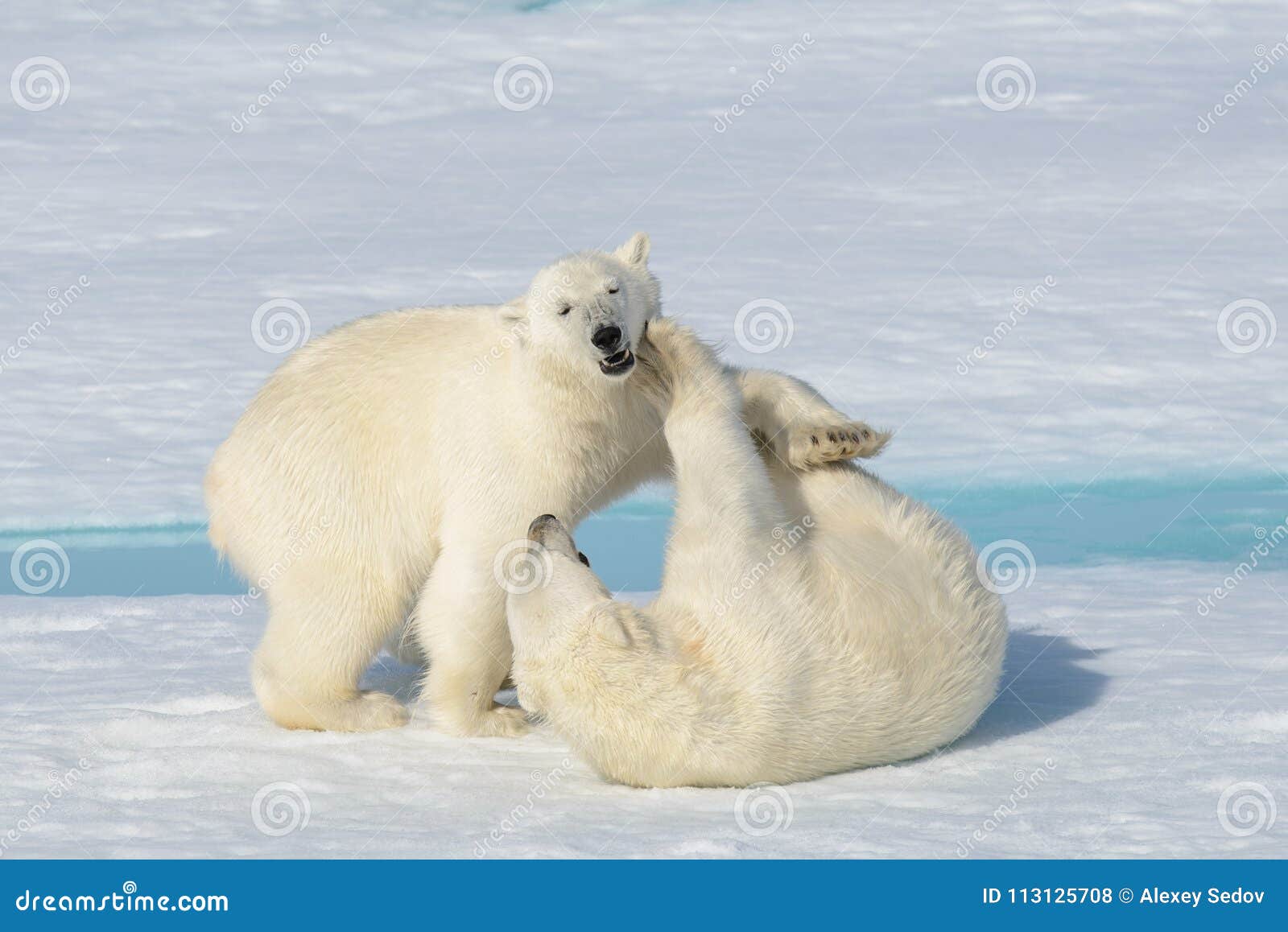 Two Polar Bear Cubs Playing Together on the Ice Stock Photo - Image of ...