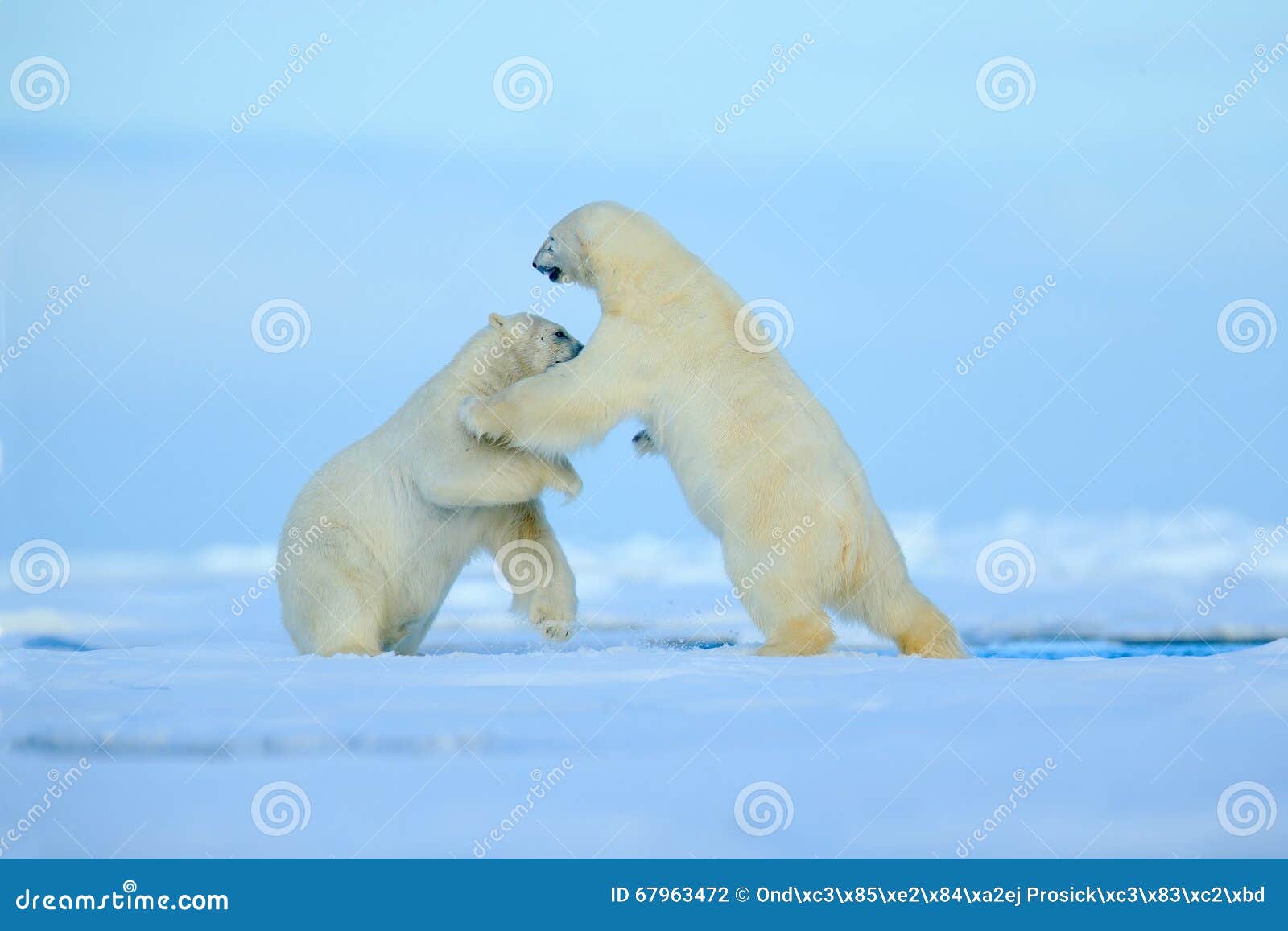 Fighting Polar Bears (Ursus Maritimus ) On The Snow. Arctic Tundra. Two ...