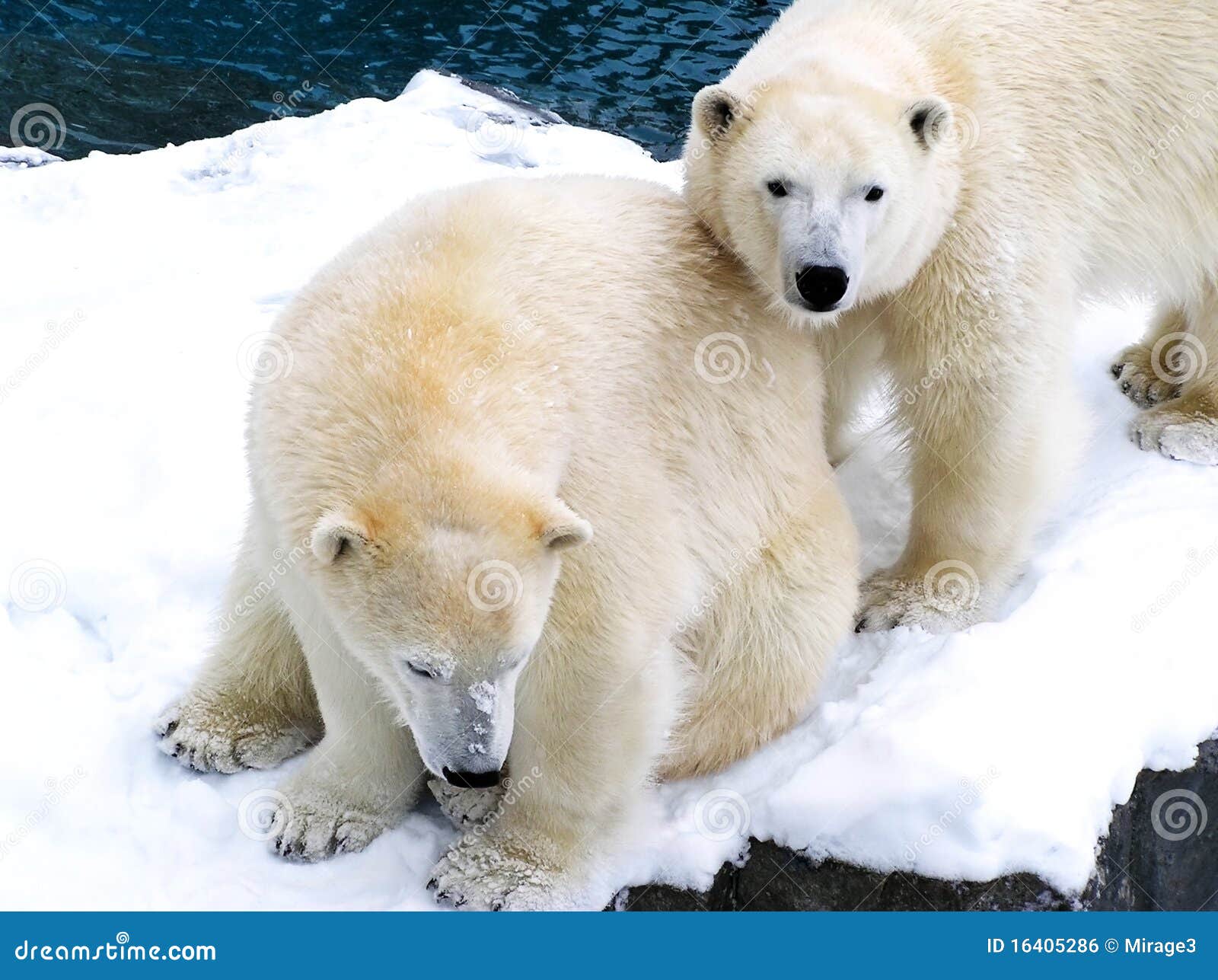 Two Polar Bears Close Together Stock Photo - Image of sisters, rocks ...
