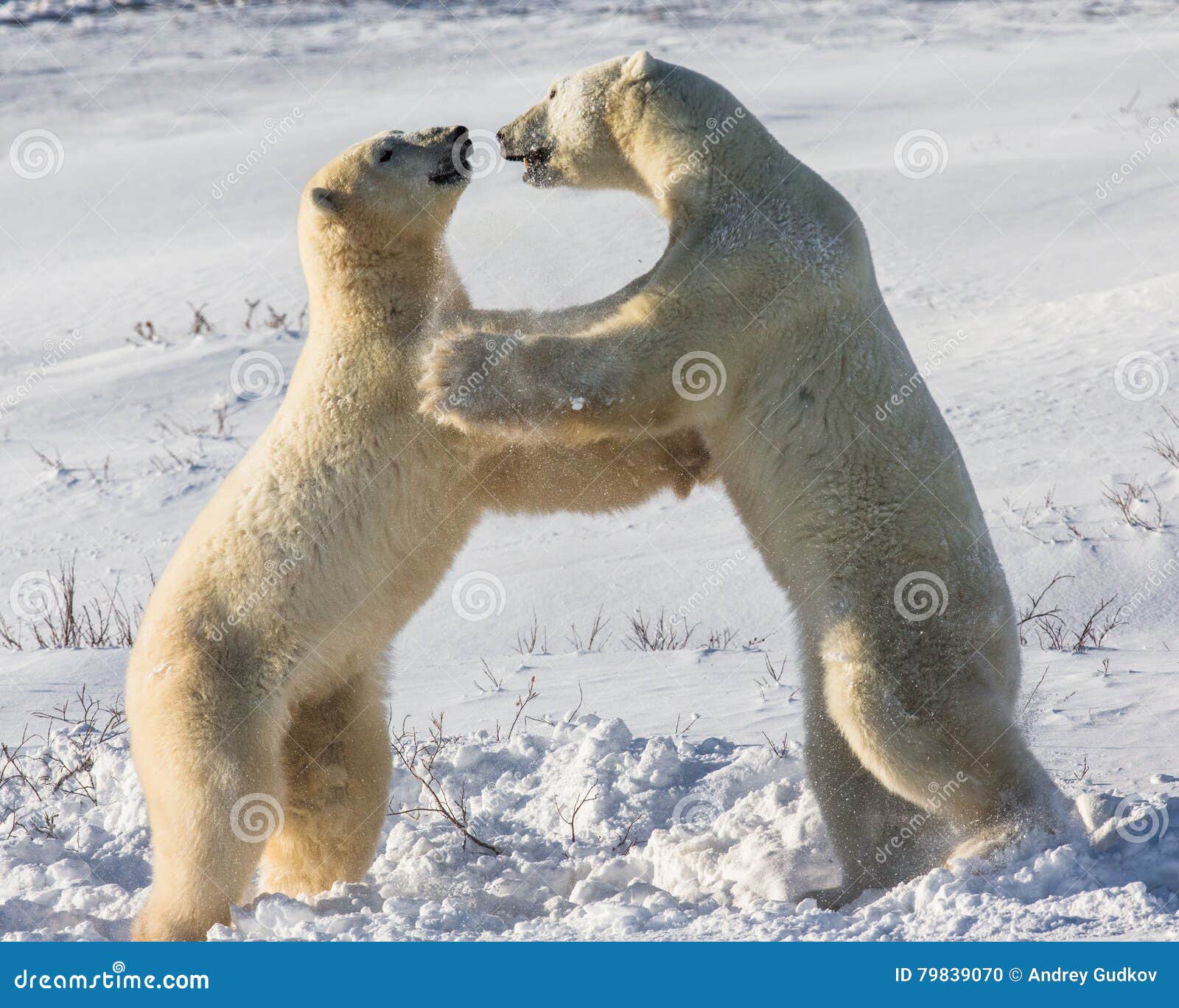 Two Polar Bears Playing with Each Other in the Tundra. Canada Stock ...