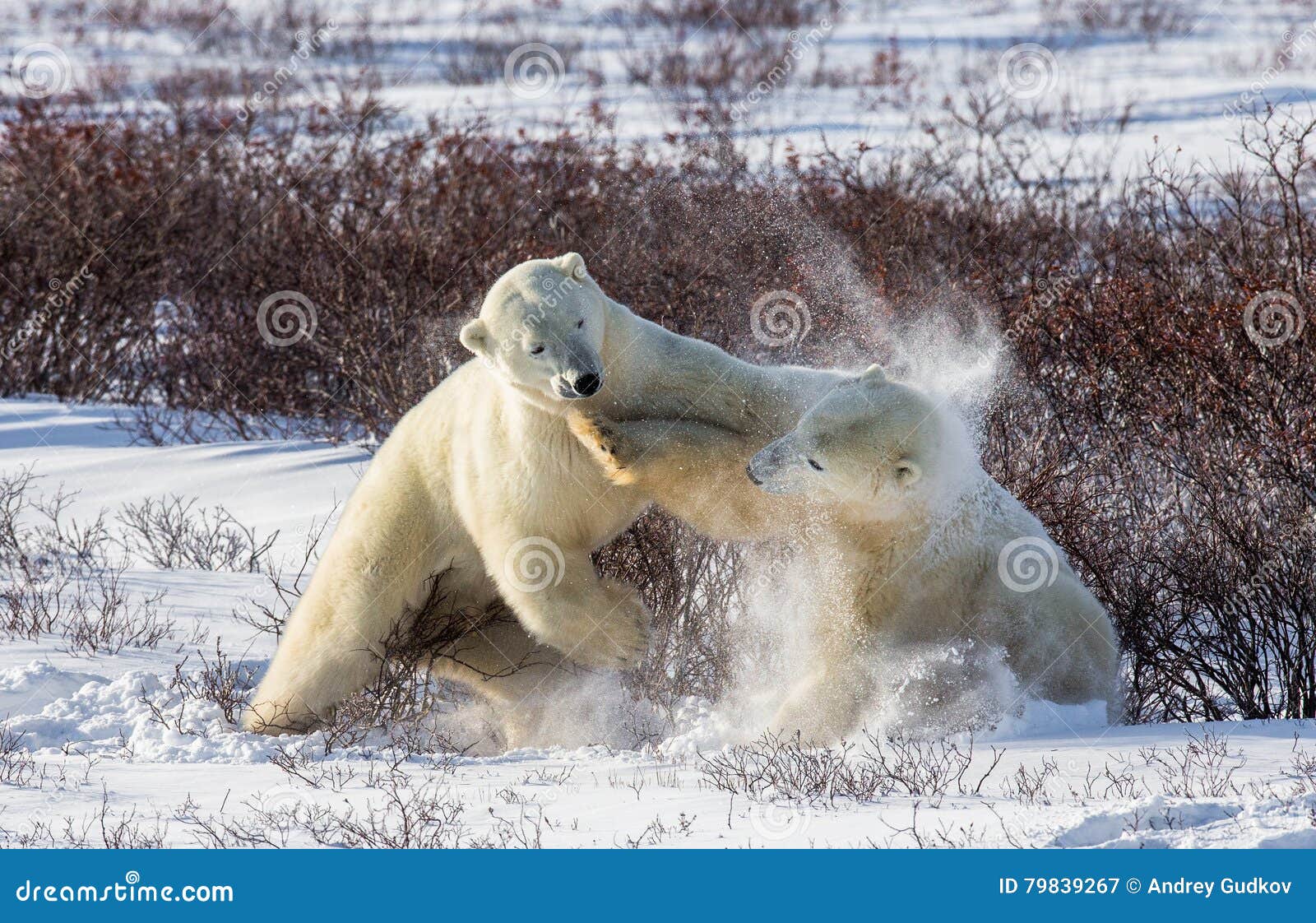 Two Polar Bears Playing with Each Other in the Tundra. Canada Stock ...