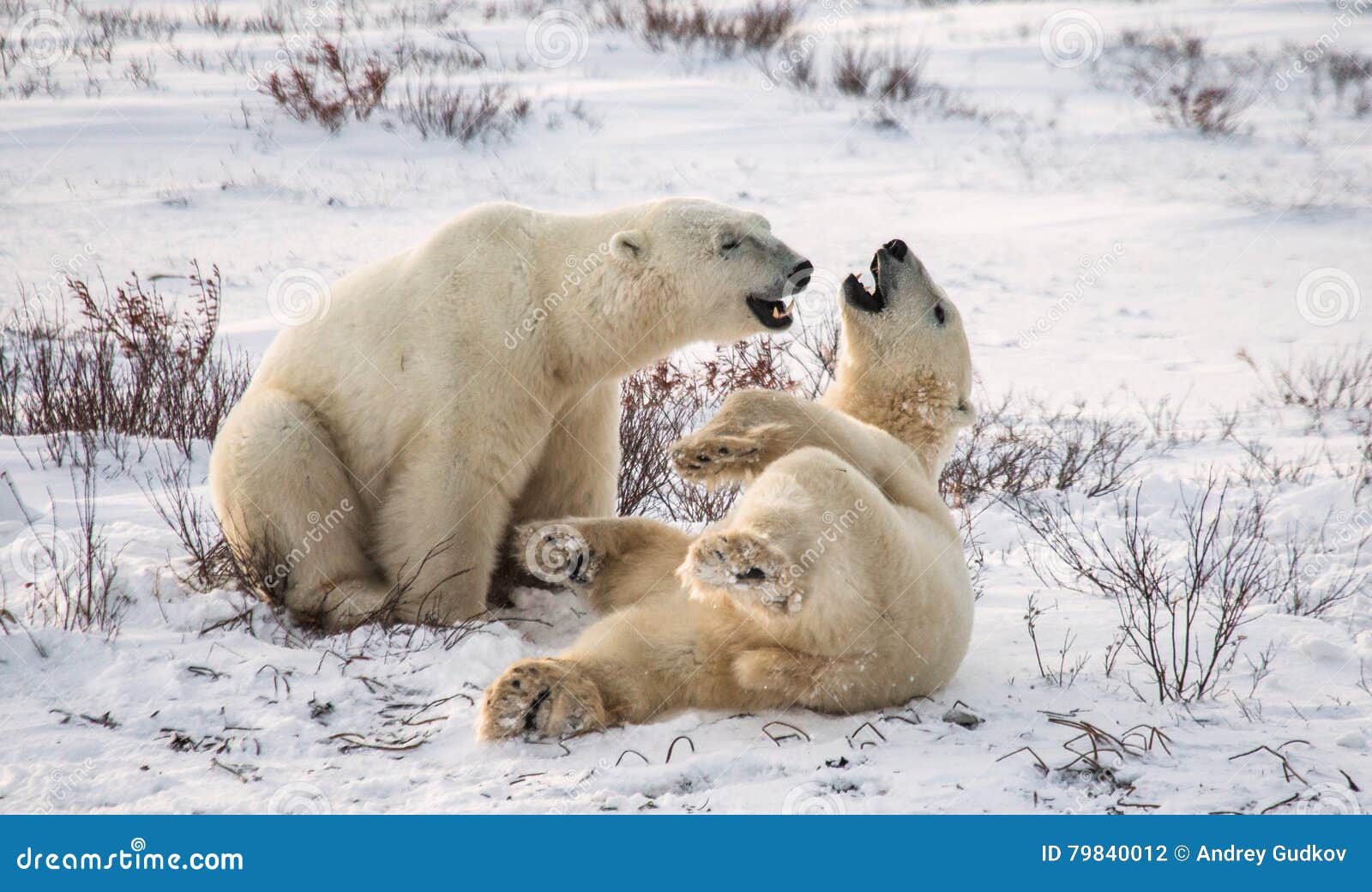 Arctic Tundra Polar Bear
