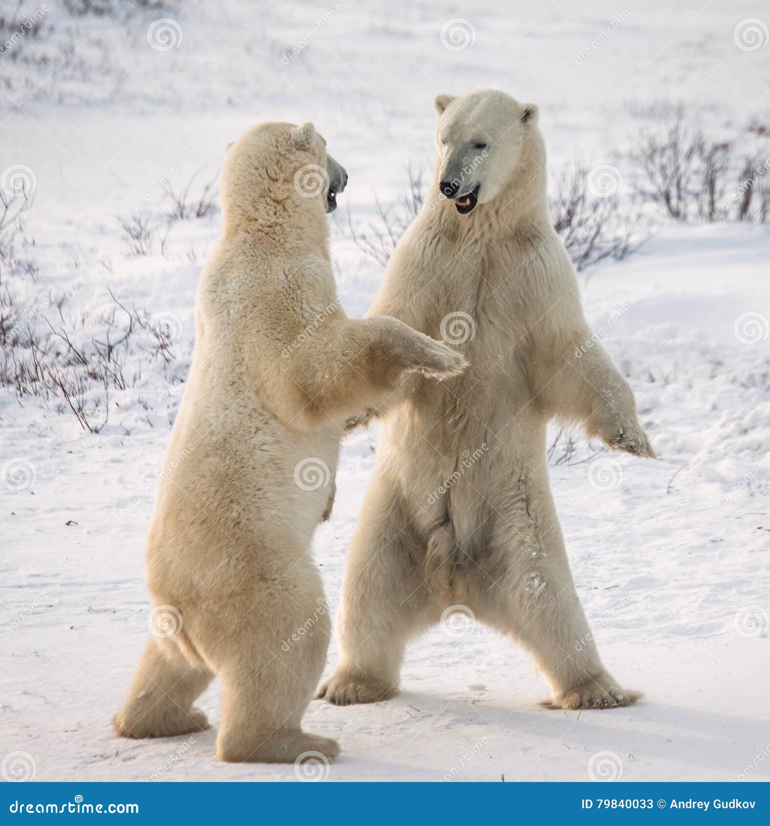Two Polar Bears Playing with Each Other in the Tundra. Canada Stock ...