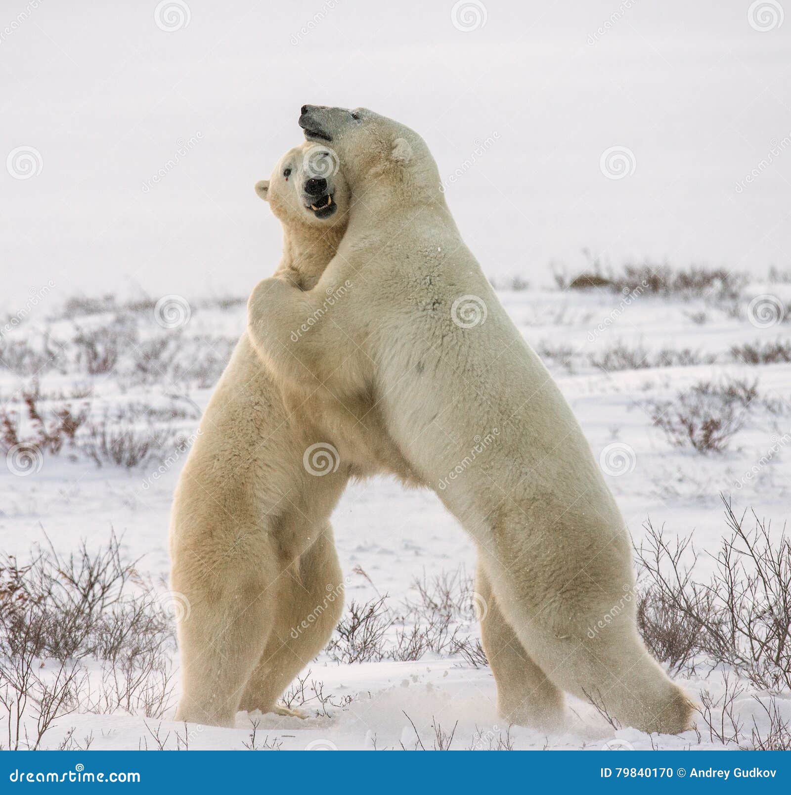 Arctic Tundra Polar Bear