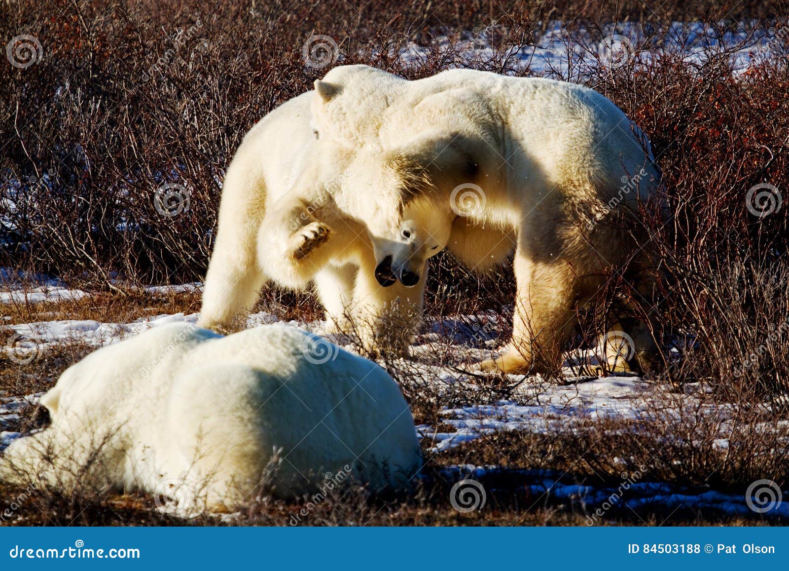 Two polar bears playing stock photo. Image of creature - 84503188