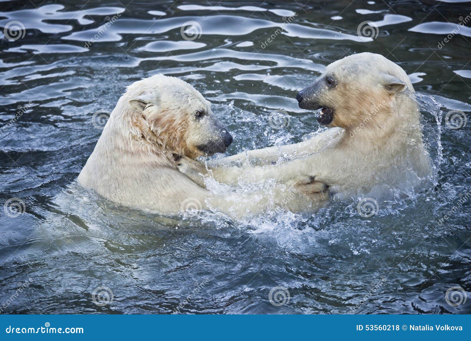 Two polar bears playing stock photo. Image of furry, hunting - 53560218