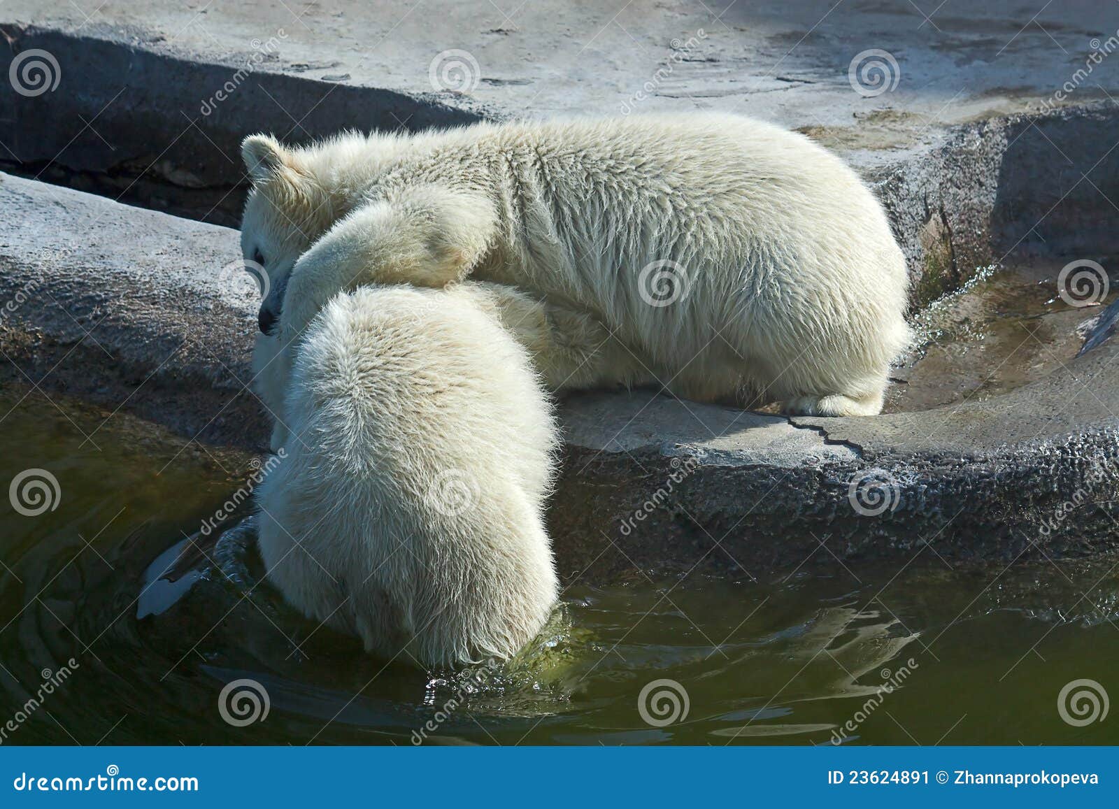 Two polar white bear stock image. Image of species, predators - 23624891