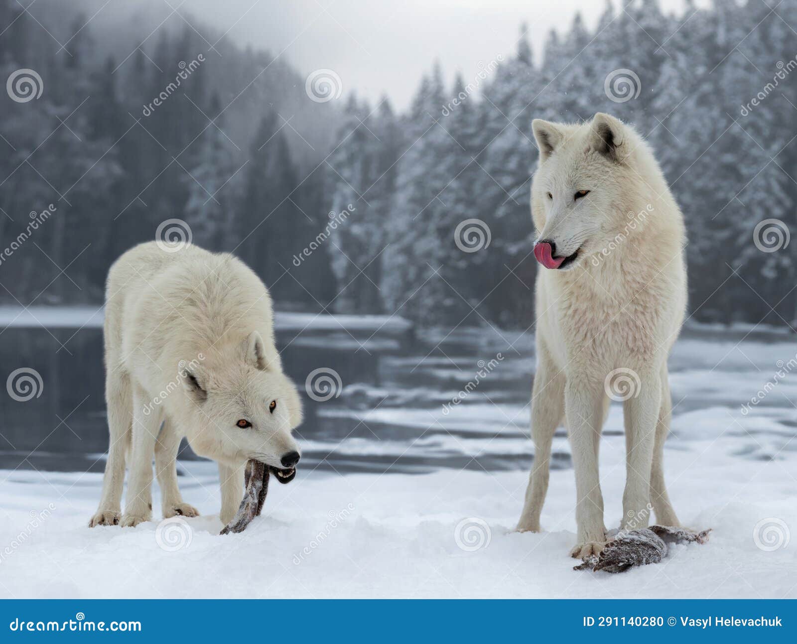Two Polar Wolves Eat Their Prey in Forest Stock Photo - Image of animal ...