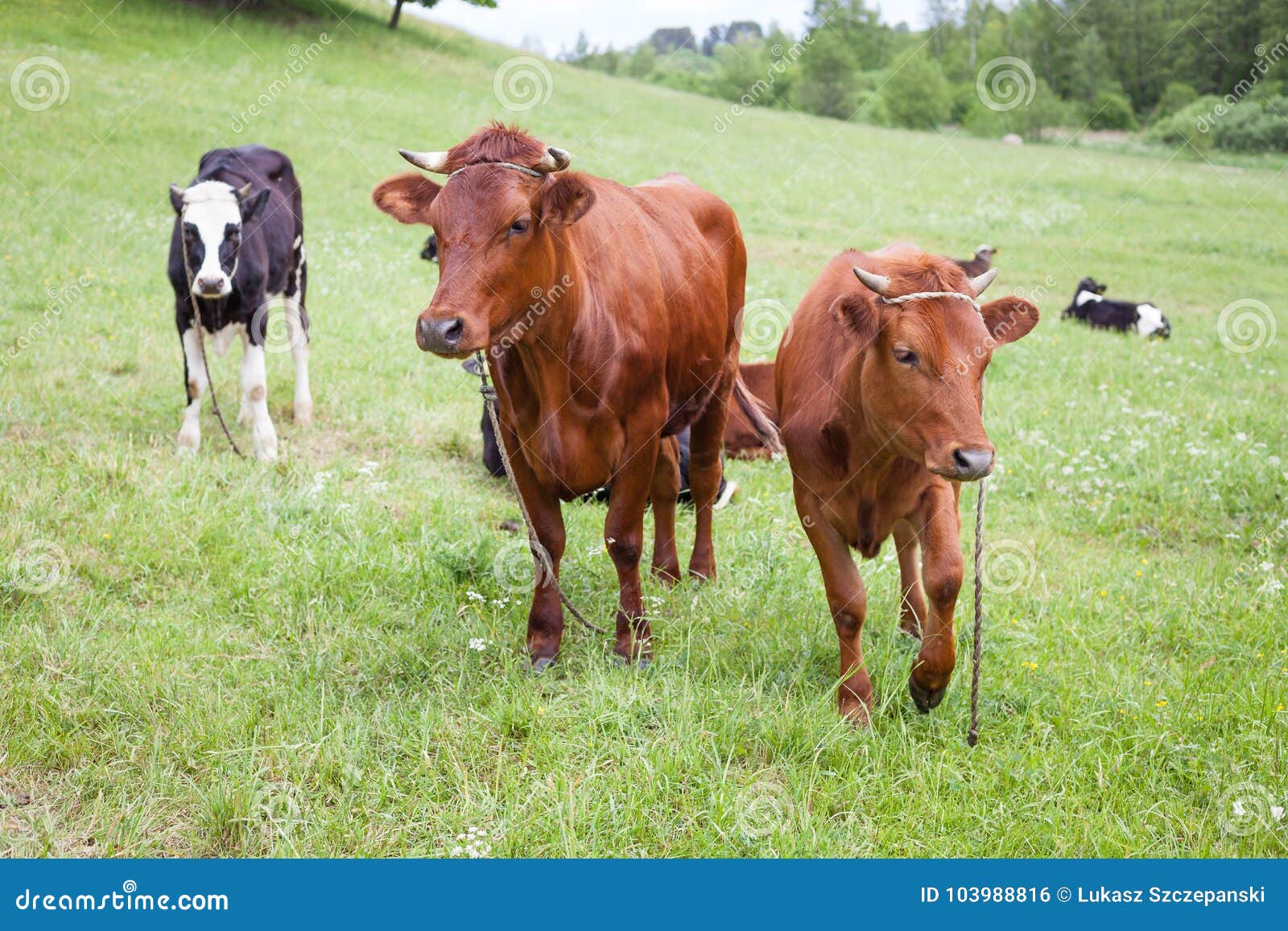 Two Polish Red Cow on a Green Pasture Stock Photo - Image of people ...
