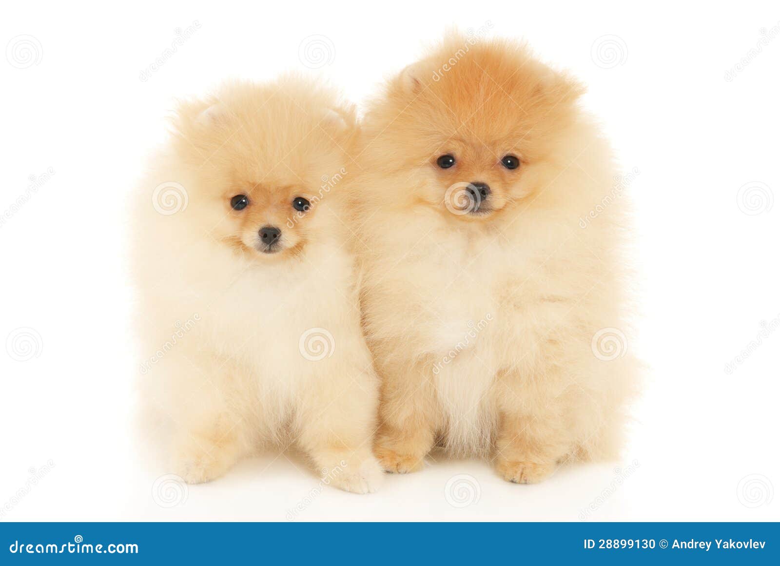 Two Pomeranian Spitz Puppies Stock Photo - Image of front, white: 28899130
